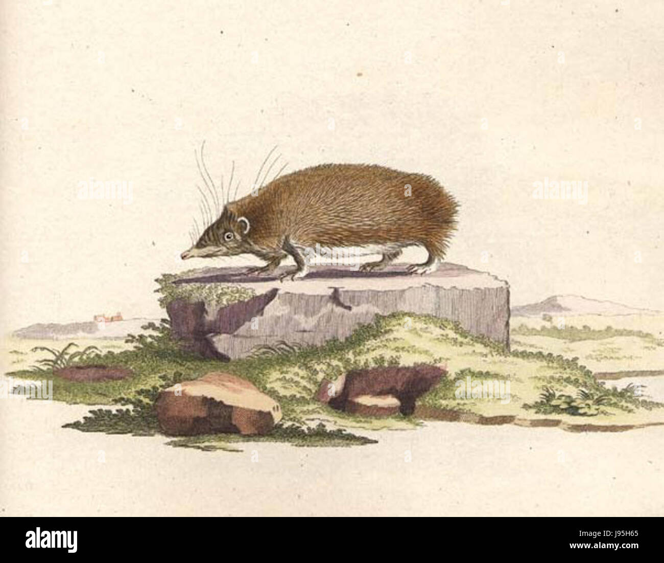 Setifer setosus immagini e fotografie stock ad alta risoluzione - Alamy