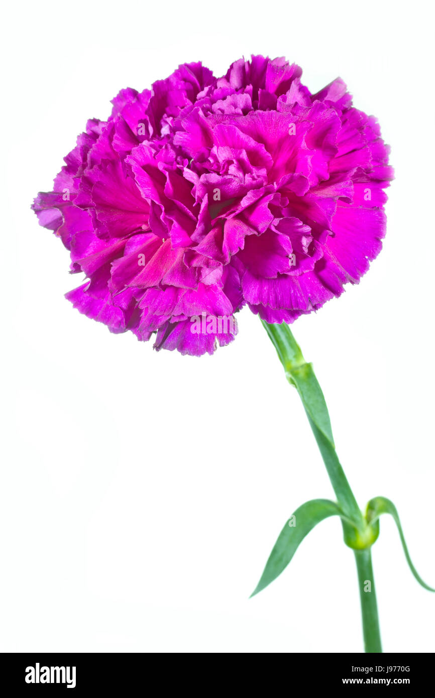 Garofano garofano dianthus immagini e fotografie stock ad alta ...