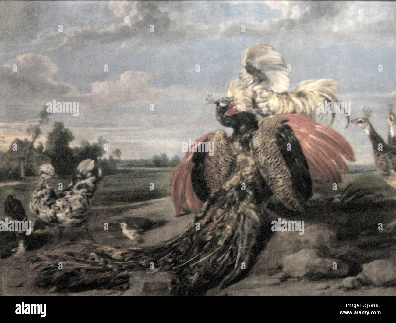 "Peacock e lotta gallo', olio su tela dipinto da Paolo de Vos, secolo ...