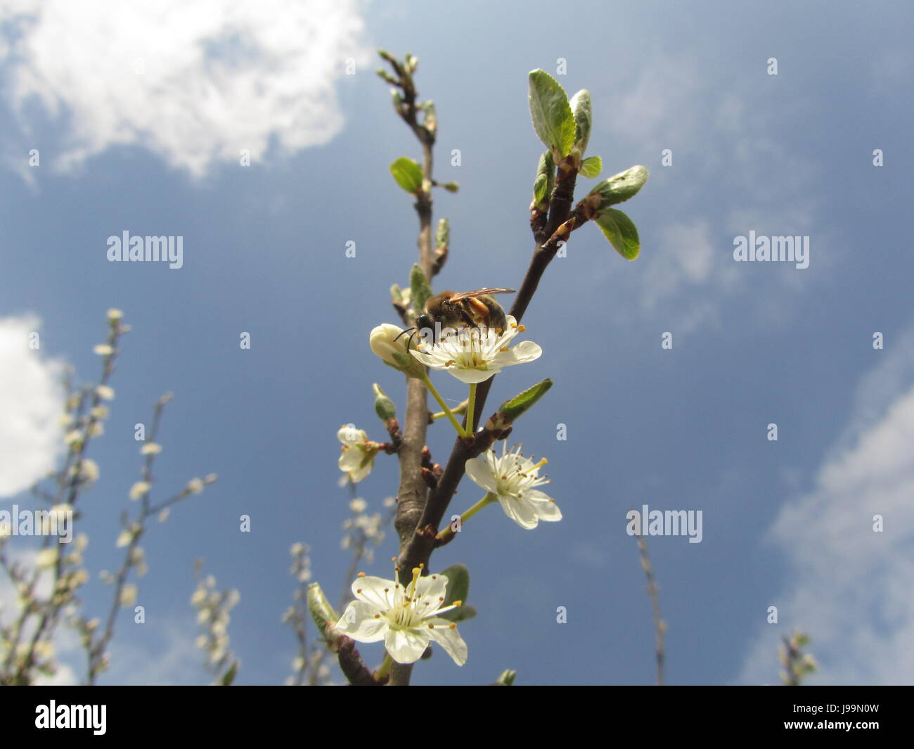 Grappa di susina selvatica immagini e fotografie stock ad alta ...
