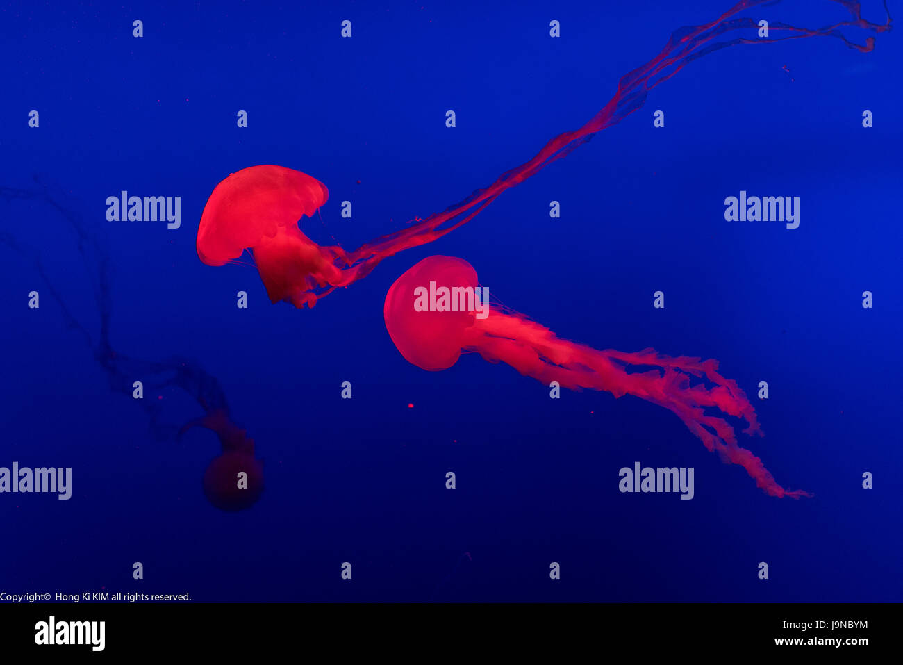 Big red jellyfish immagini e fotografie stock ad alta risoluzione - Alamy