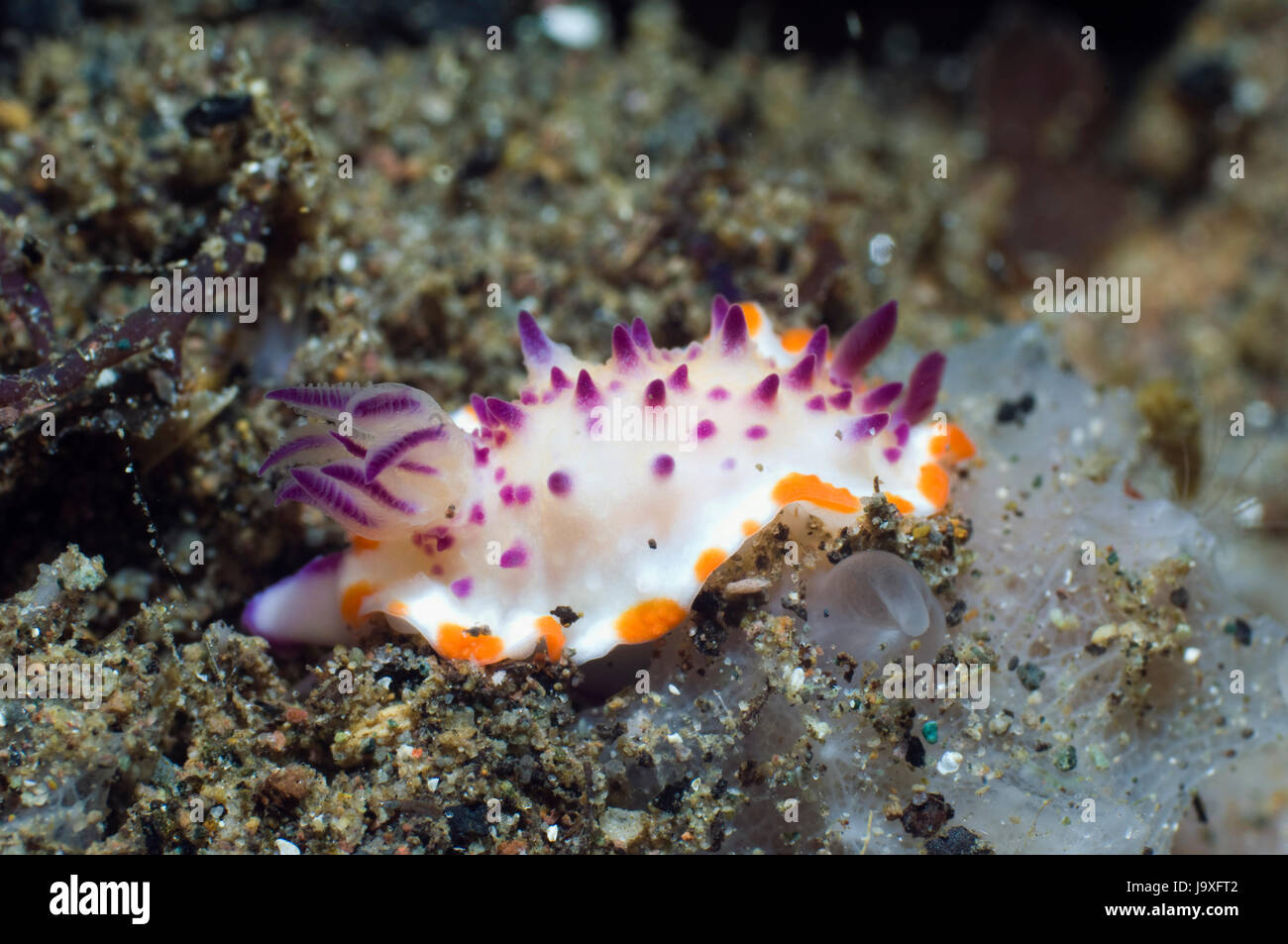 Molluschi gasteropodi marini immagini e fotografie stock ad alta ...