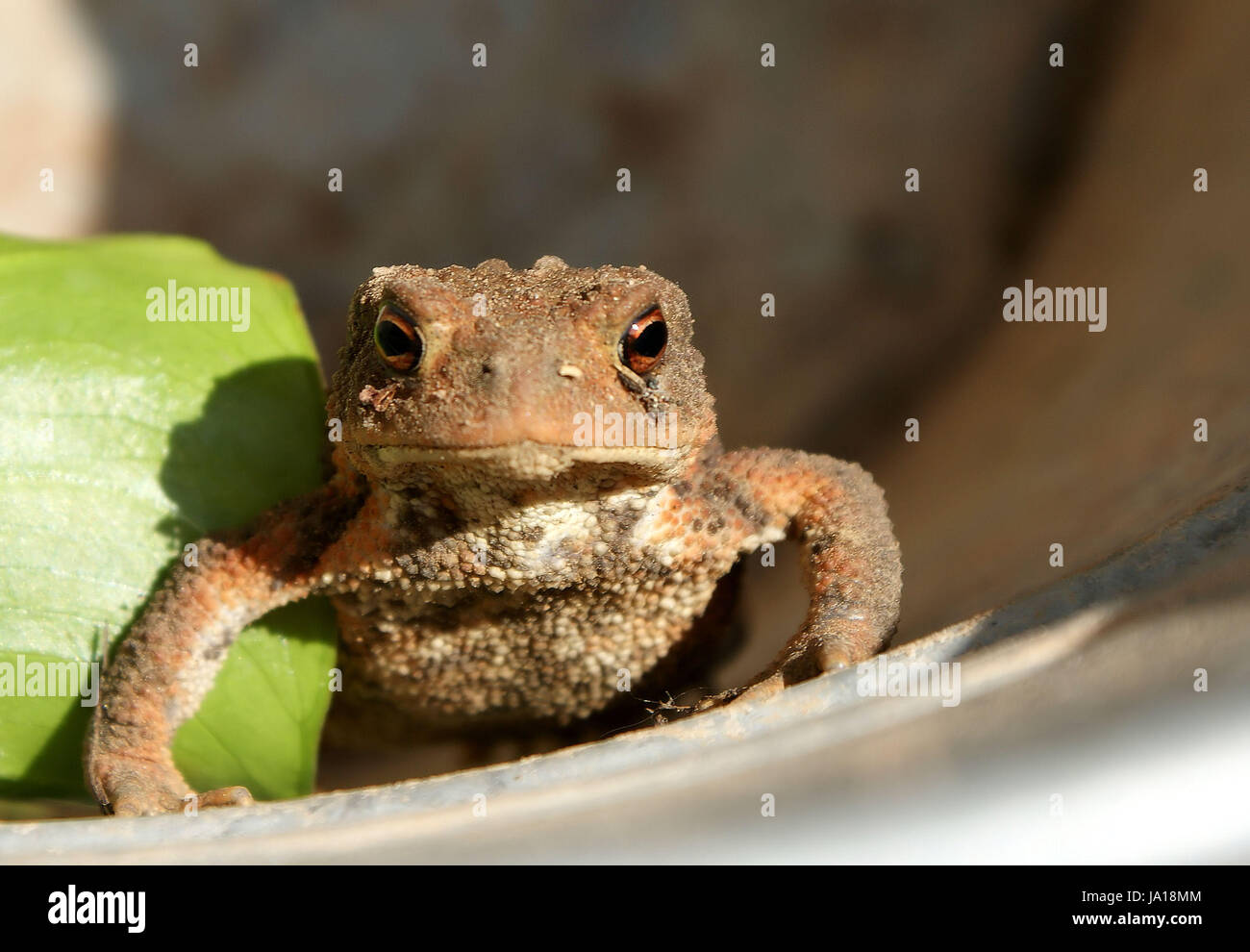 Verruche e tutto immagini e fotografie stock ad alta risoluzione - Alamy