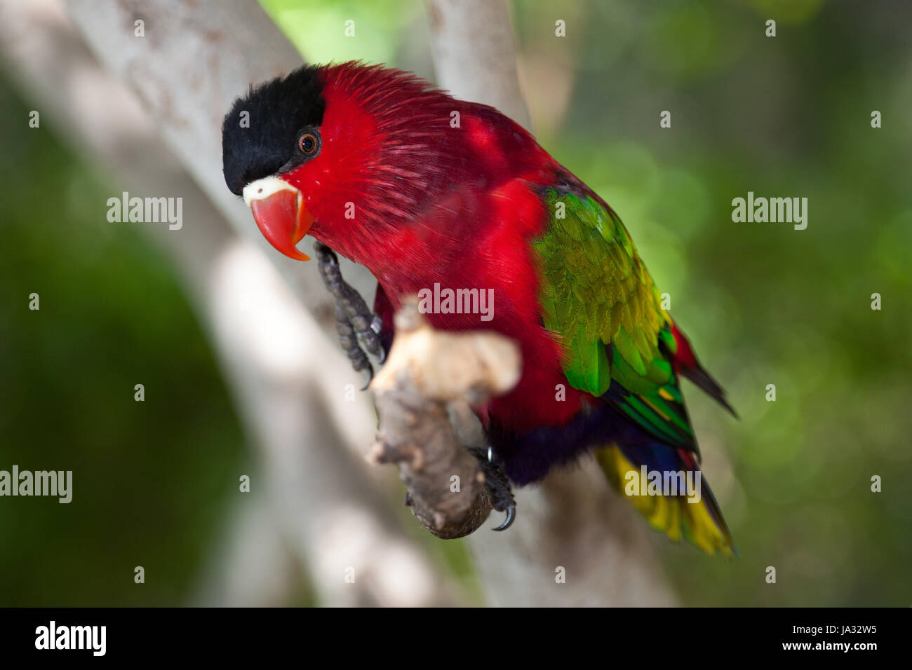 Pappagallo canarino immagini e fotografie stock ad alta risoluzione - Alamy
