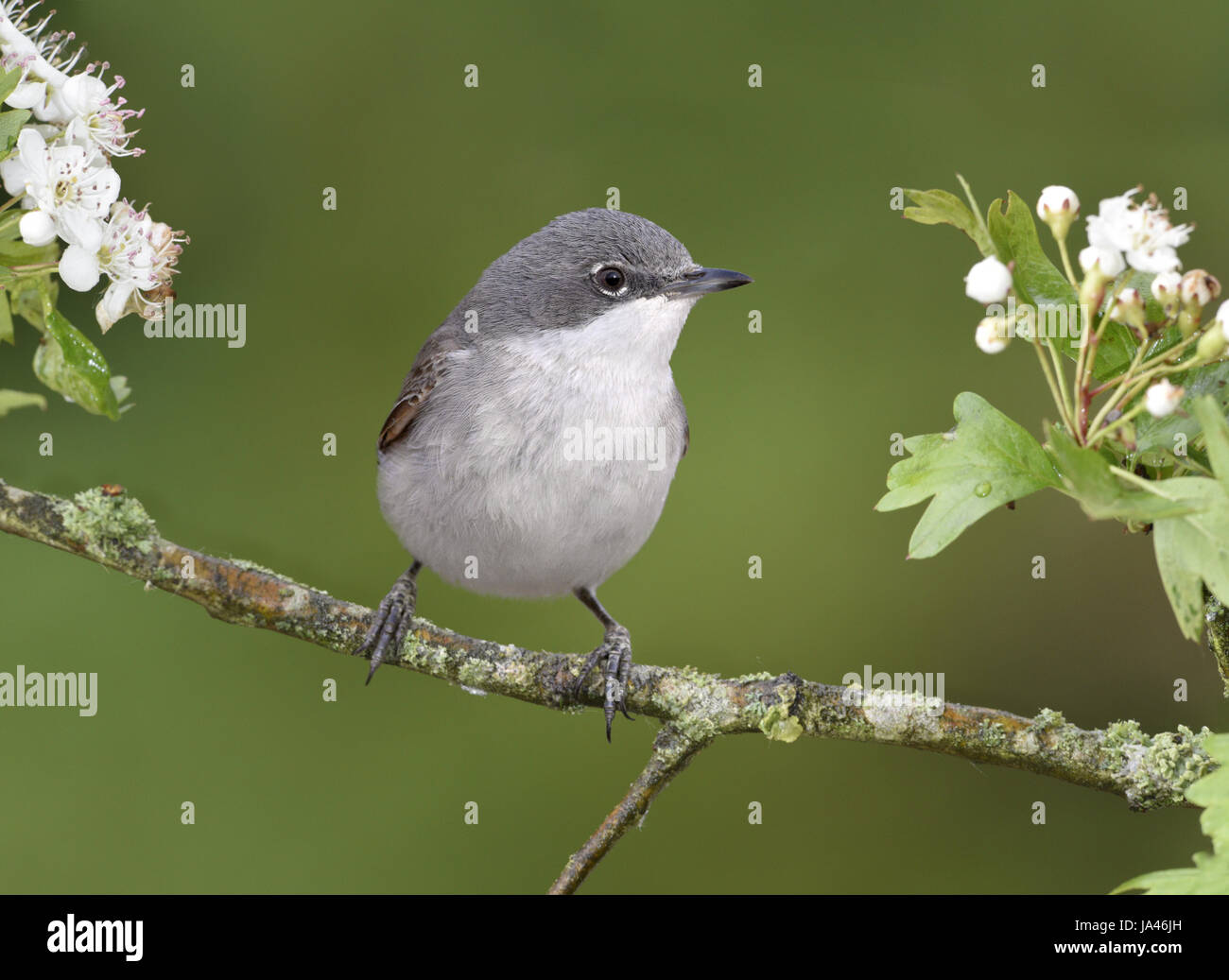 Curruca curruca immagini e fotografie stock ad alta risoluzione - Alamy