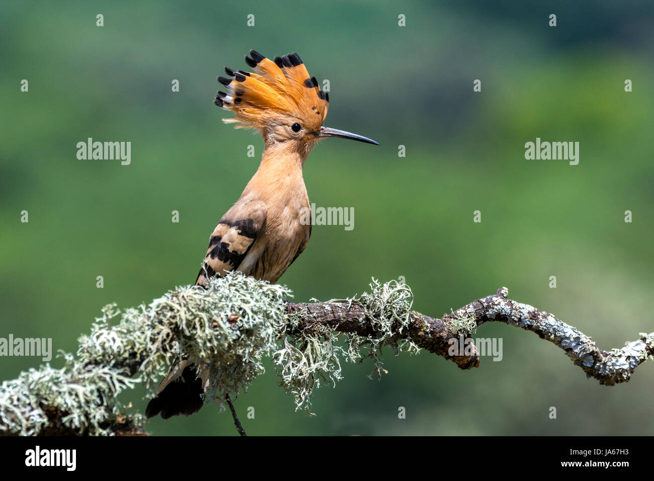 Upupa foresta pluviale immagini e fotografie stock ad alta risoluzione ...