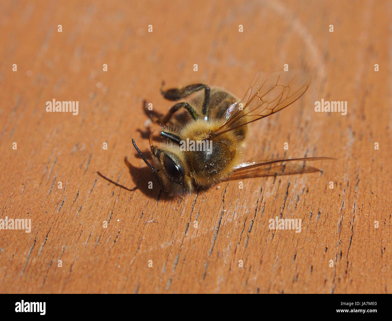 Ape morente immagini e fotografie stock ad alta risoluzione - Alamy