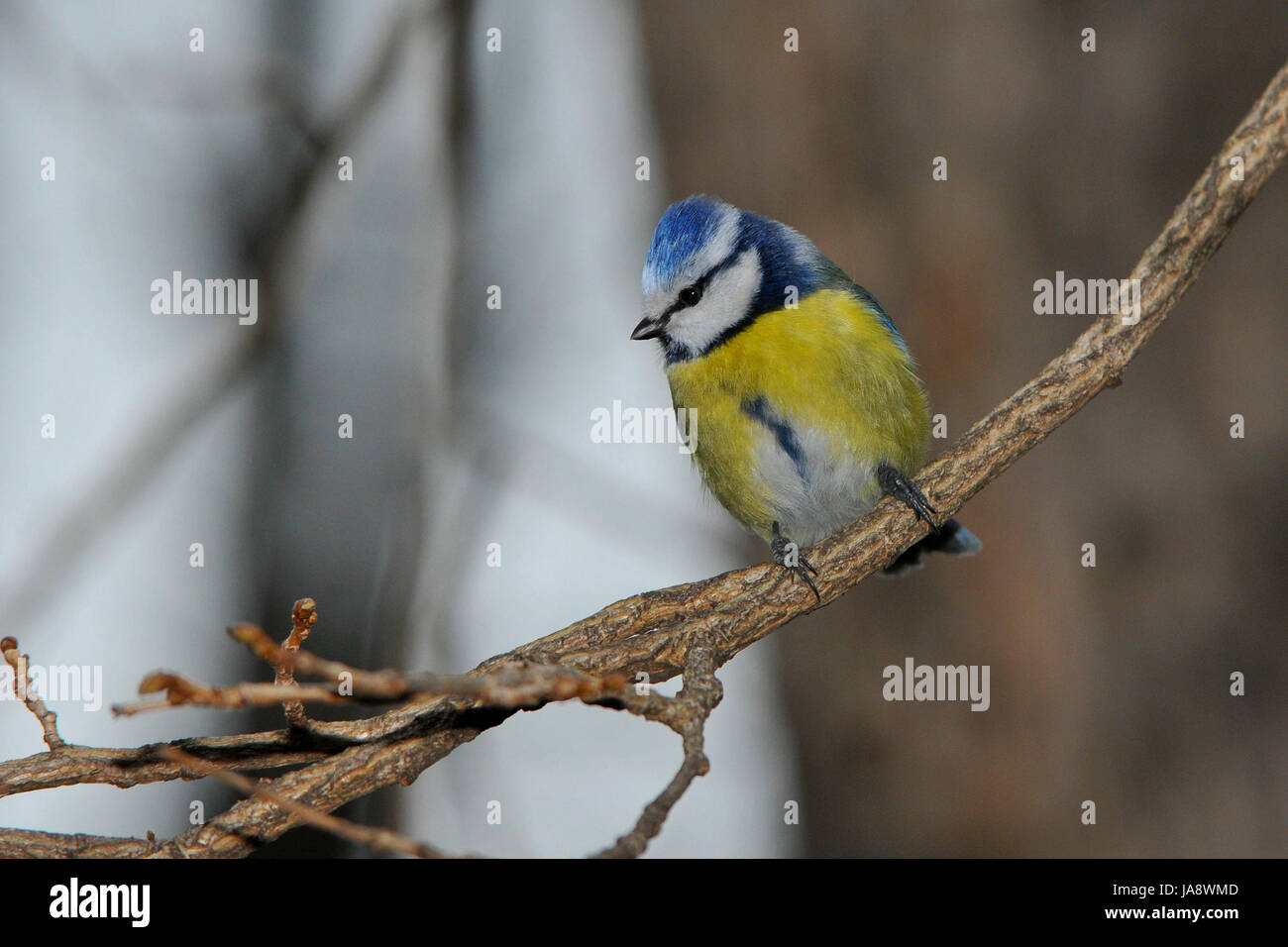 Uccelli, uccelli, cincia, canto-bird, blu tit, bobolinks, blu, uccelli ...