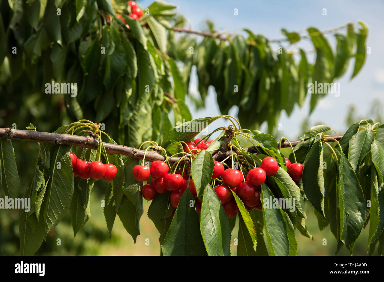 Frutta o legno di ciliegio immagini e fotografie stock ad alta ...