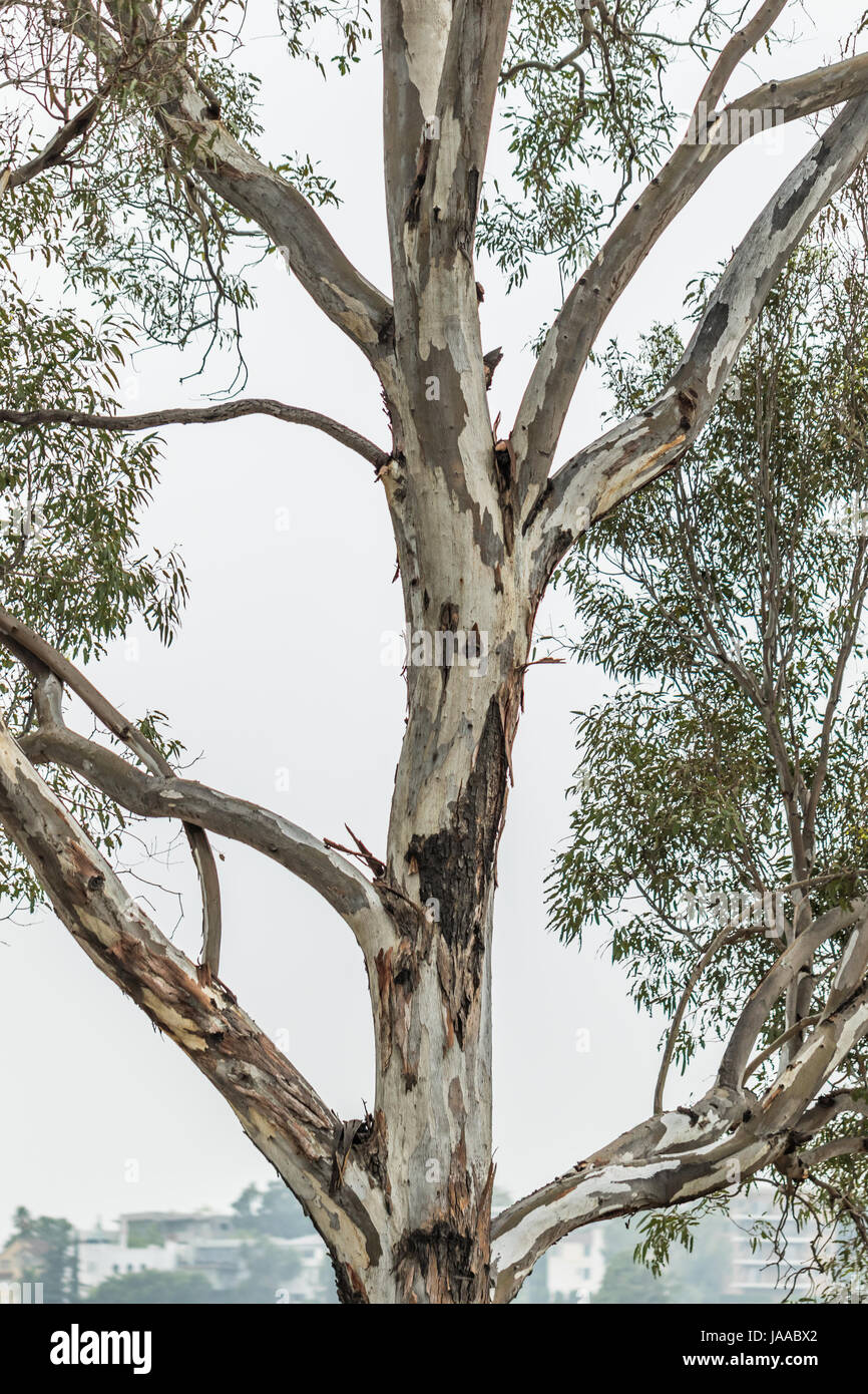 Albero texture immagini e fotografie stock ad alta risoluzione - Alamy