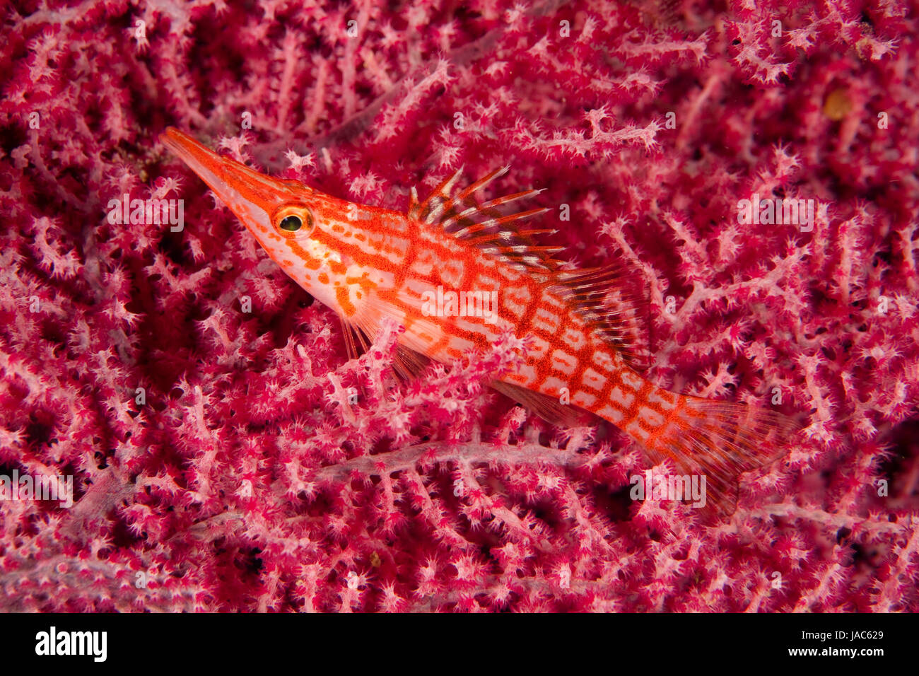 Pesce naso lungo immagini e fotografie stock ad alta risoluzione - Alamy