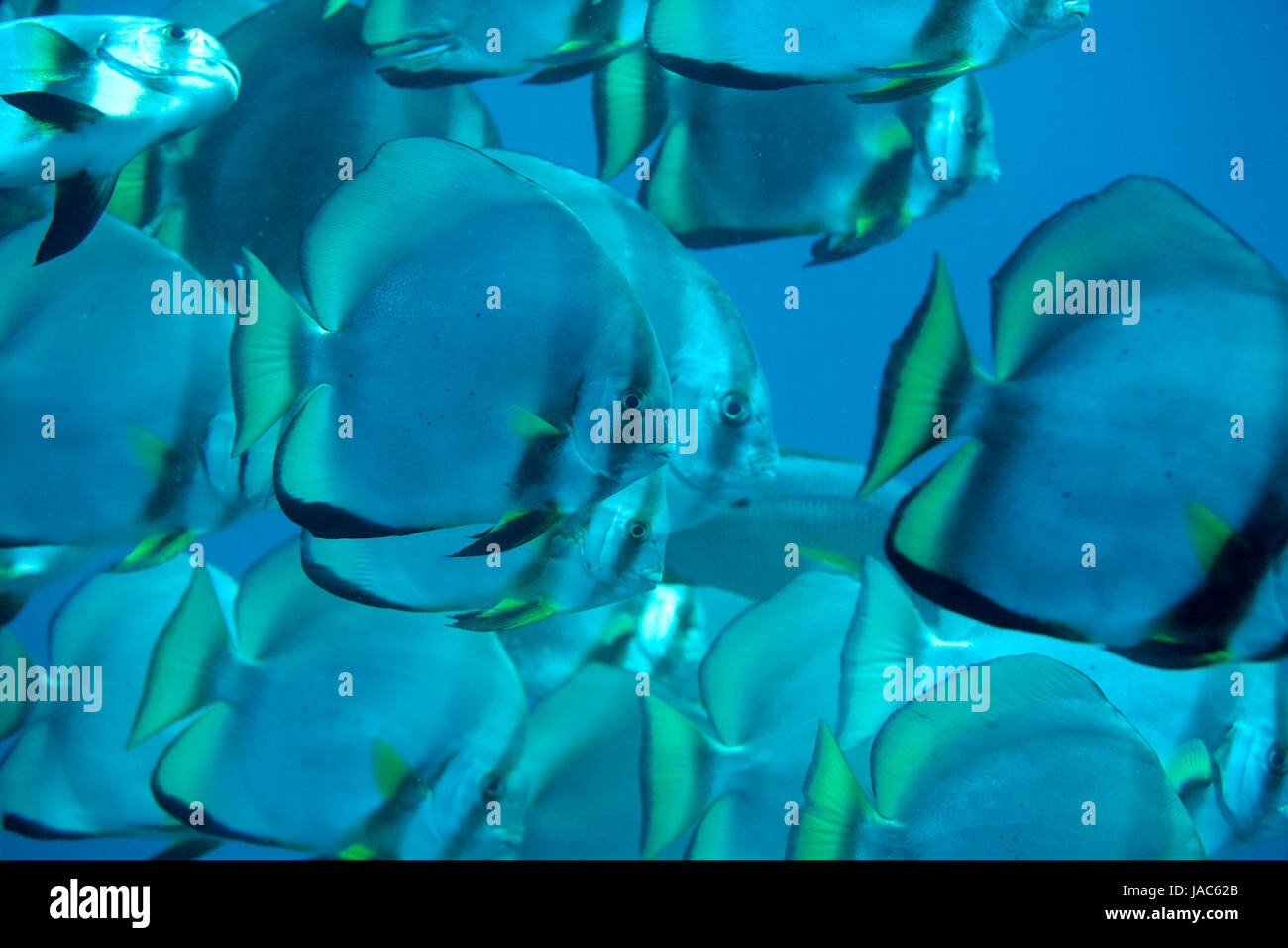 Pesce di topo immagini e fotografie stock ad alta risoluzione - Alamy