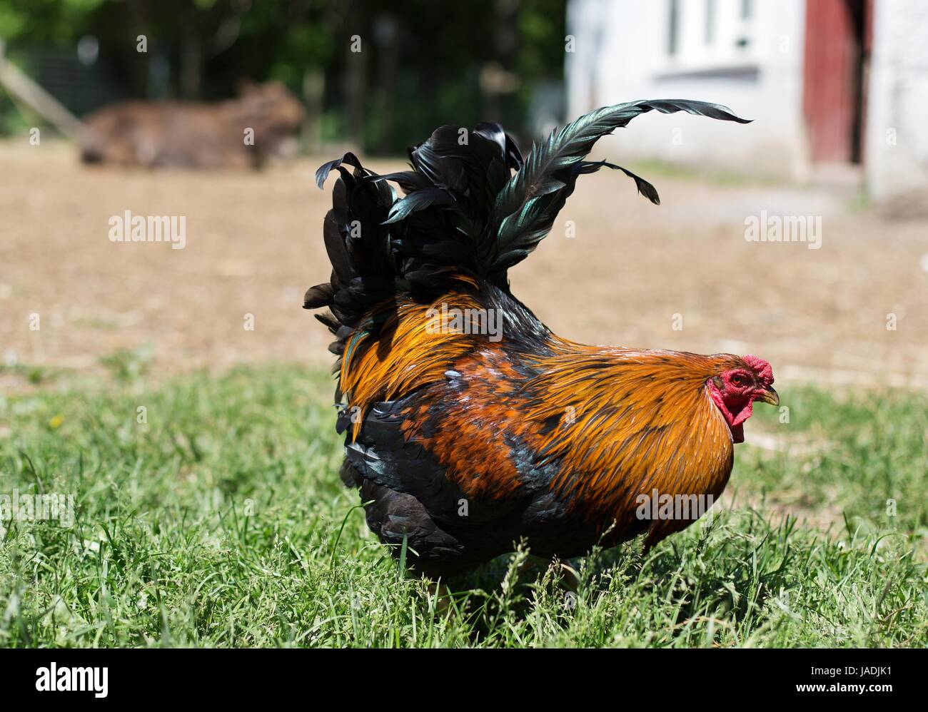 Colorato con colori vivaci immagini e fotografie stock ad alta ...