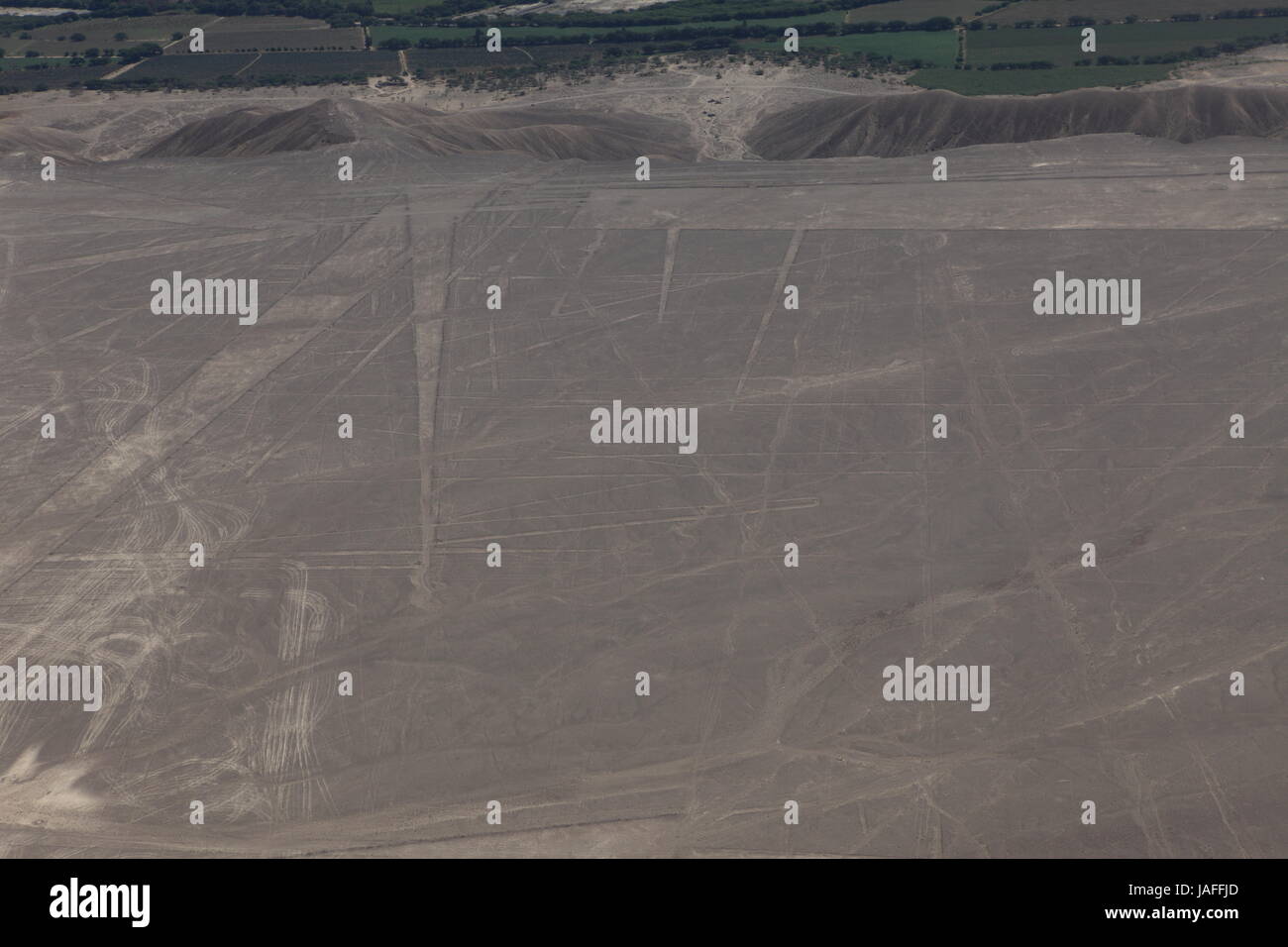 Lucertola nazca immagini e fotografie stock ad alta risoluzione - Alamy