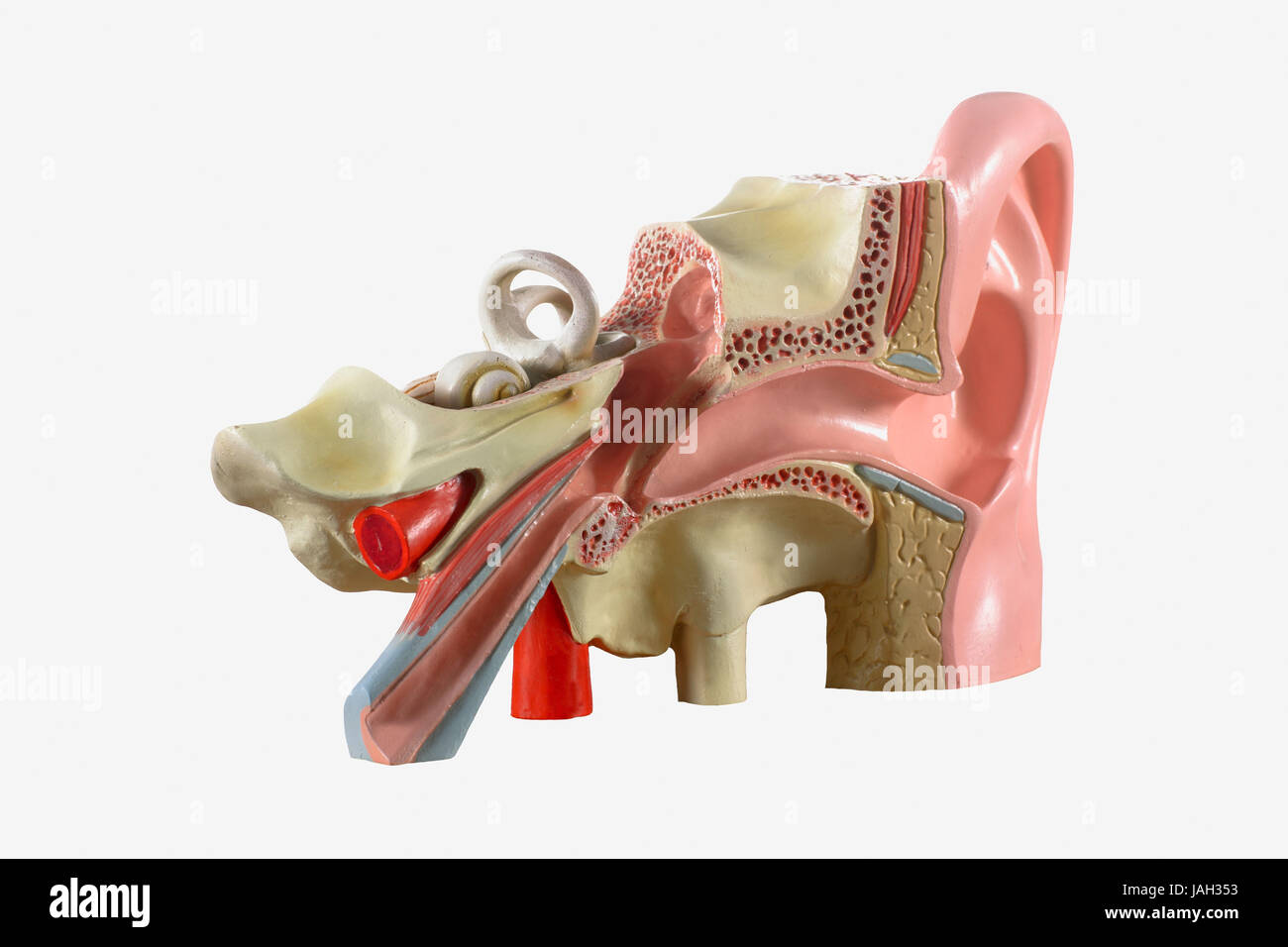 Orecchio medio immagini e fotografie stock ad alta risoluzione - Alamy