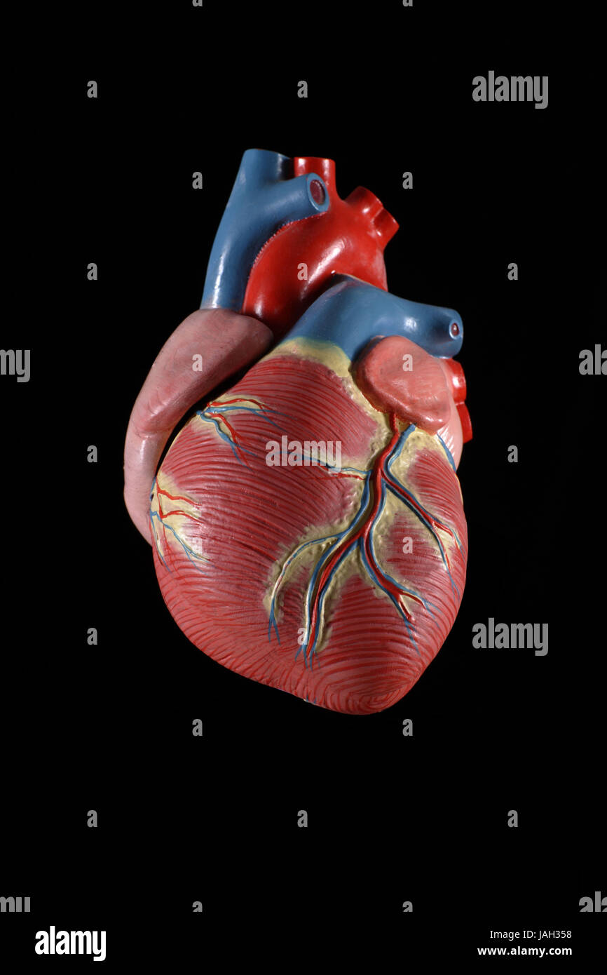 Cuore umano anatomico immagini e fotografie stock ad alta risoluzione ...