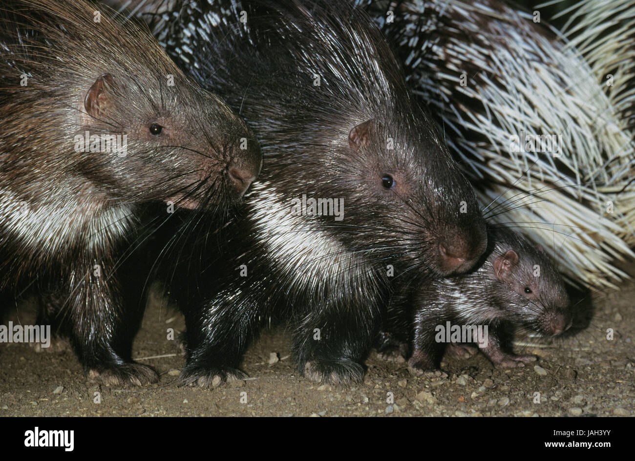 Al solito porcospino o istrice west africano immagini e fotografie ...