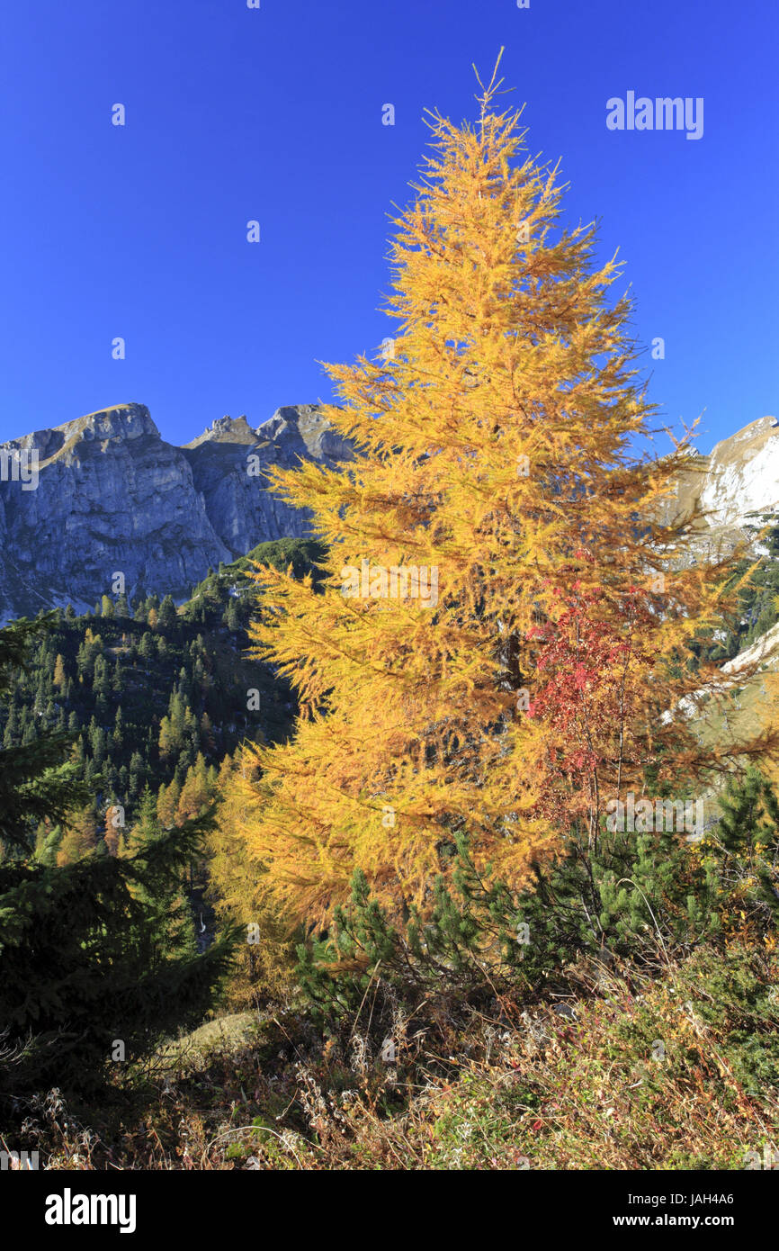 Pareti di larice immagini e fotografie stock ad alta risoluzione - Alamy