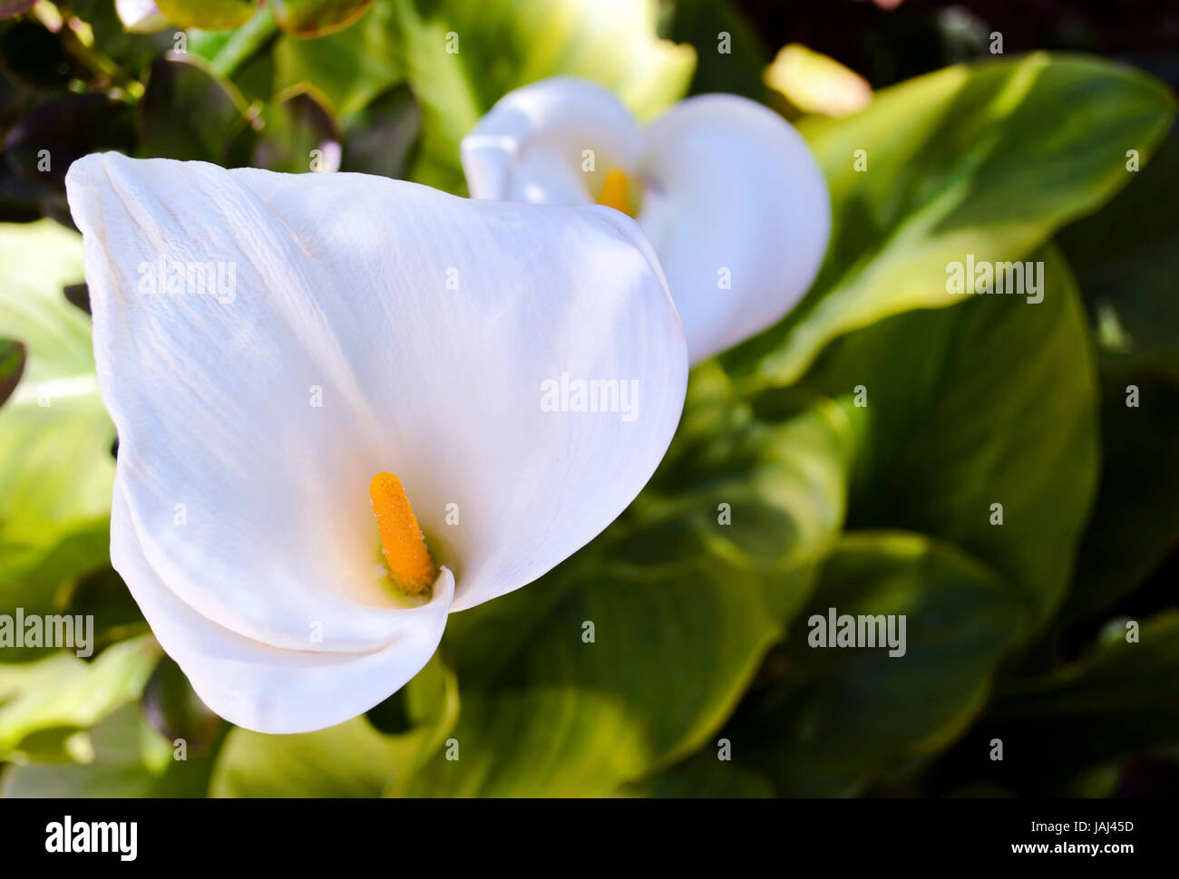 Fiore di calla bianca immagini e fotografie stock ad alta risoluzione ...