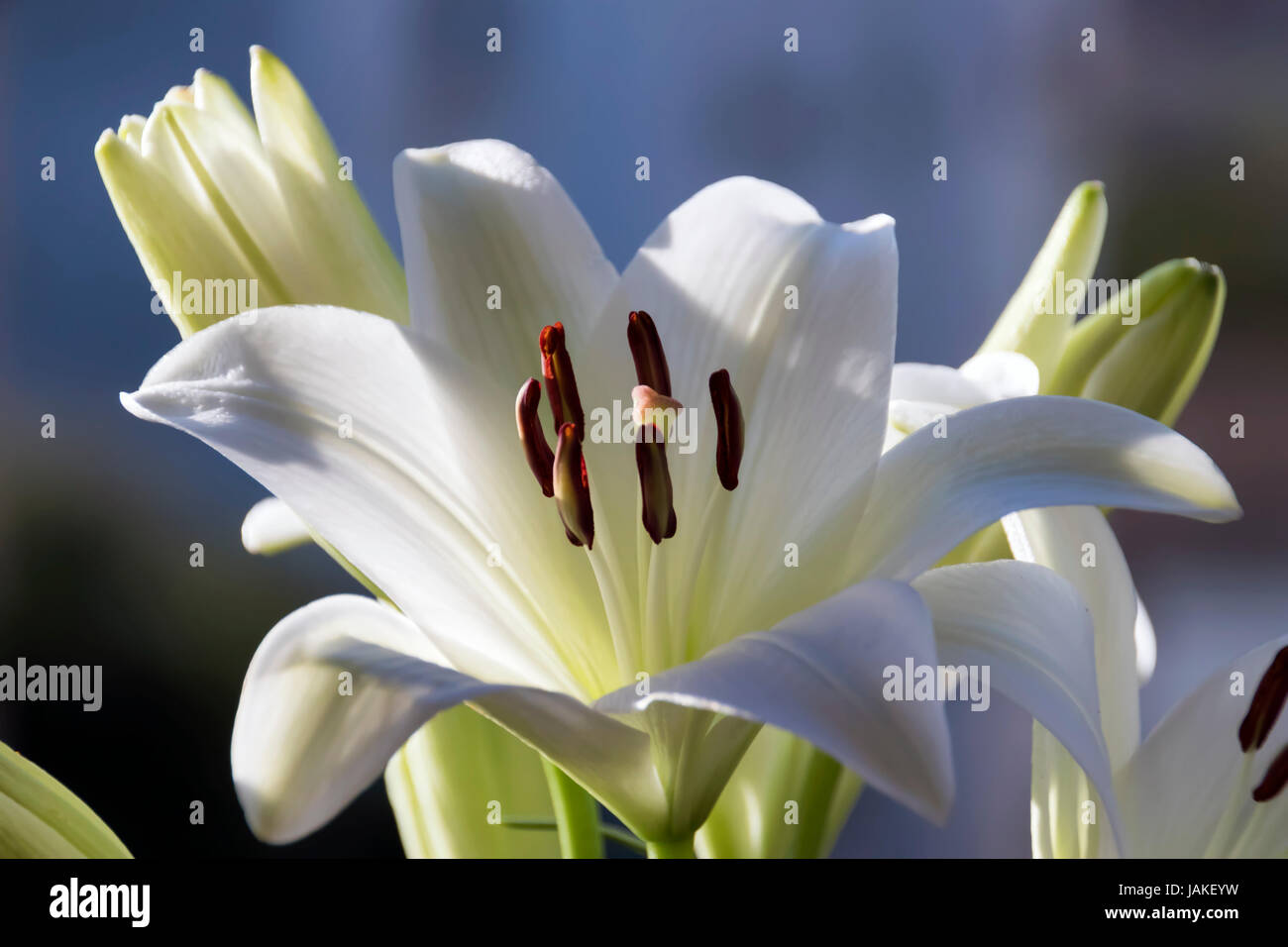Madonna flower immagini e fotografie stock ad alta risoluzione - Alamy