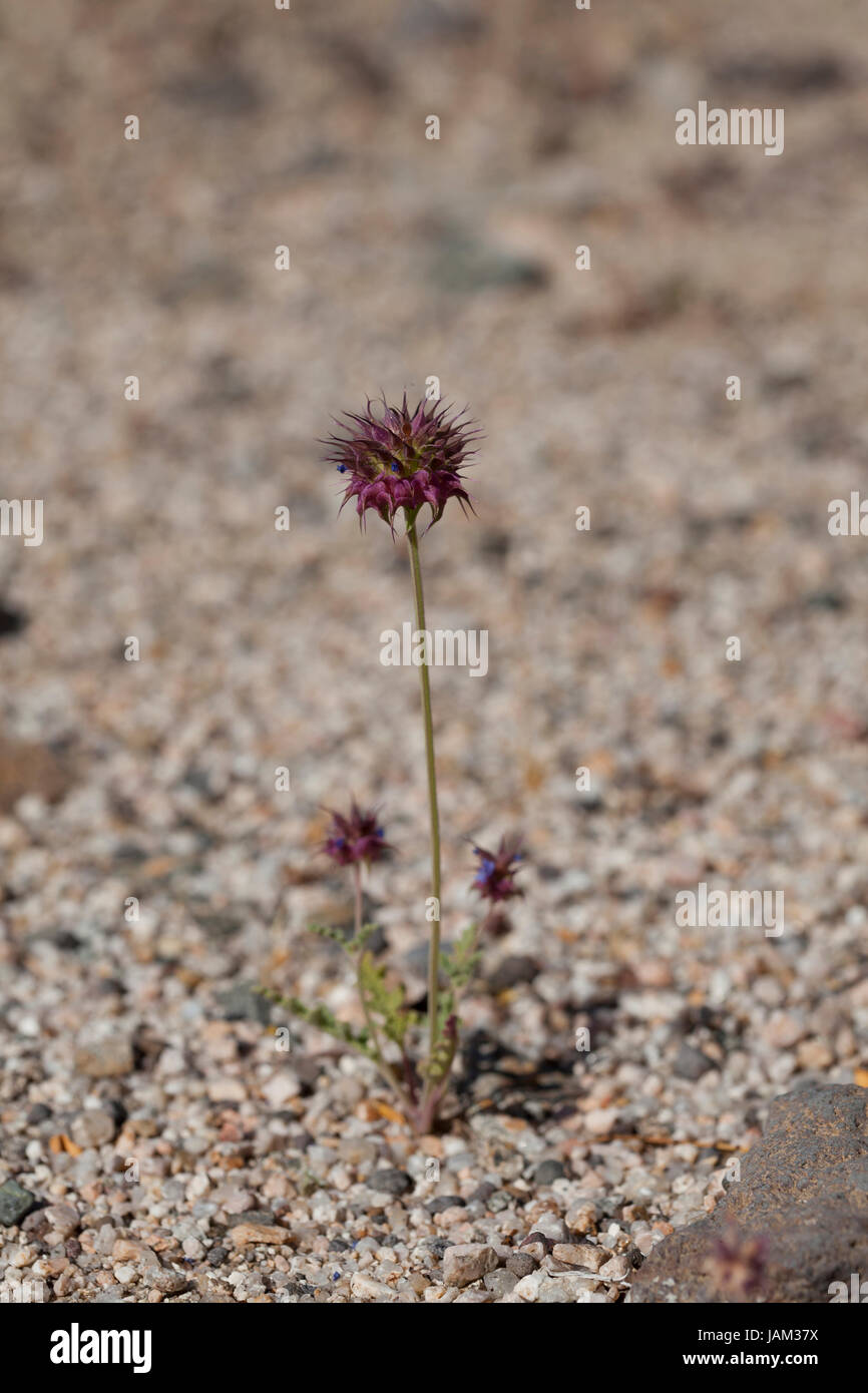 Pianta di Chia (Salvia columbariae) che cresce nel suo habitat naturale ...