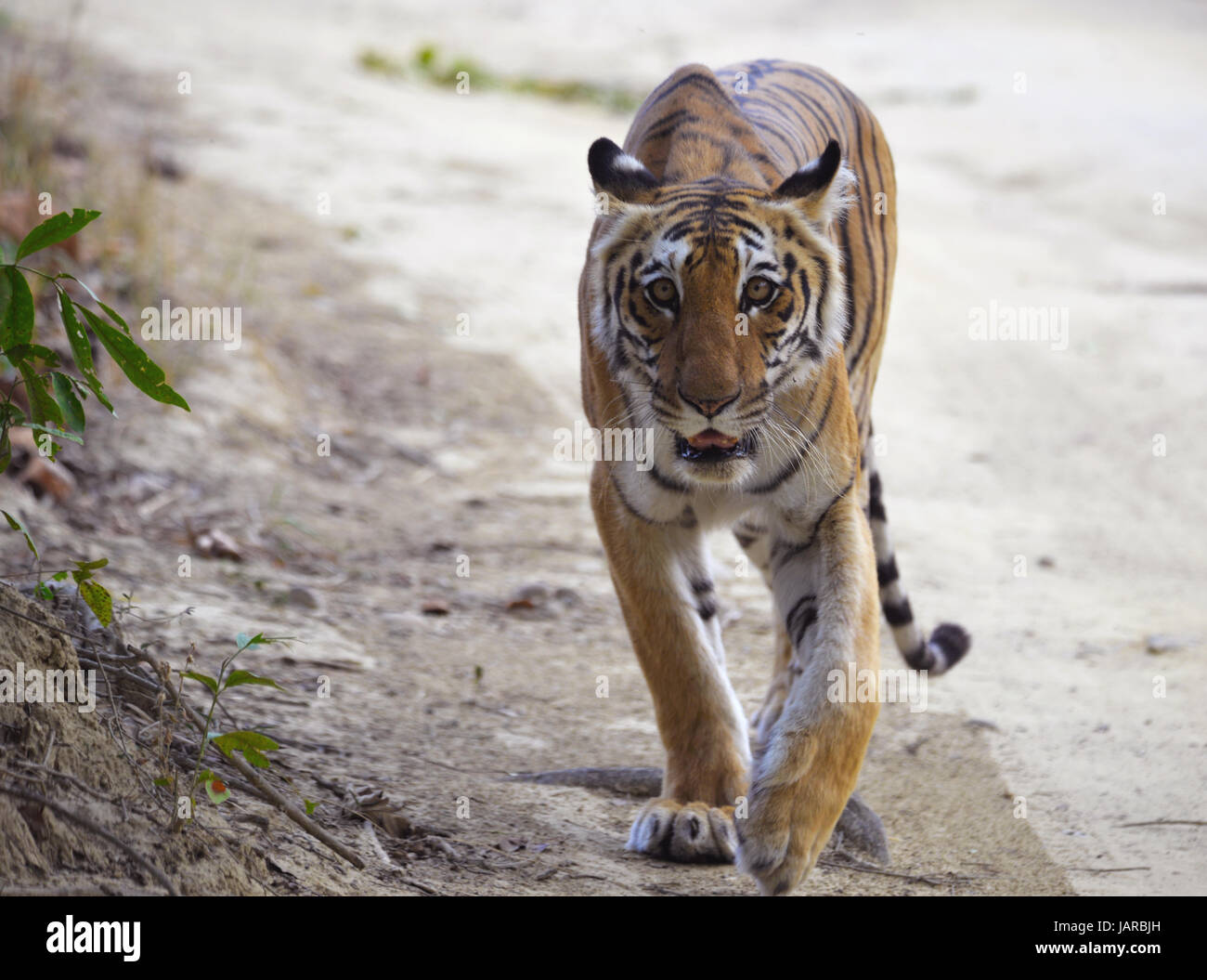 Tigre del bengala reale in bandhavgarh immagini e fotografie stock ad ...