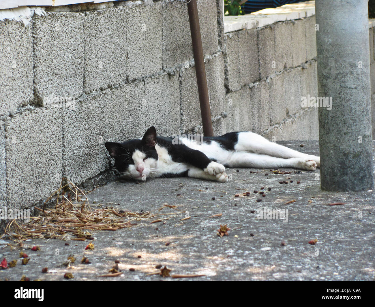 Il pigro immagini e fotografie stock ad alta risoluzione - Alamy