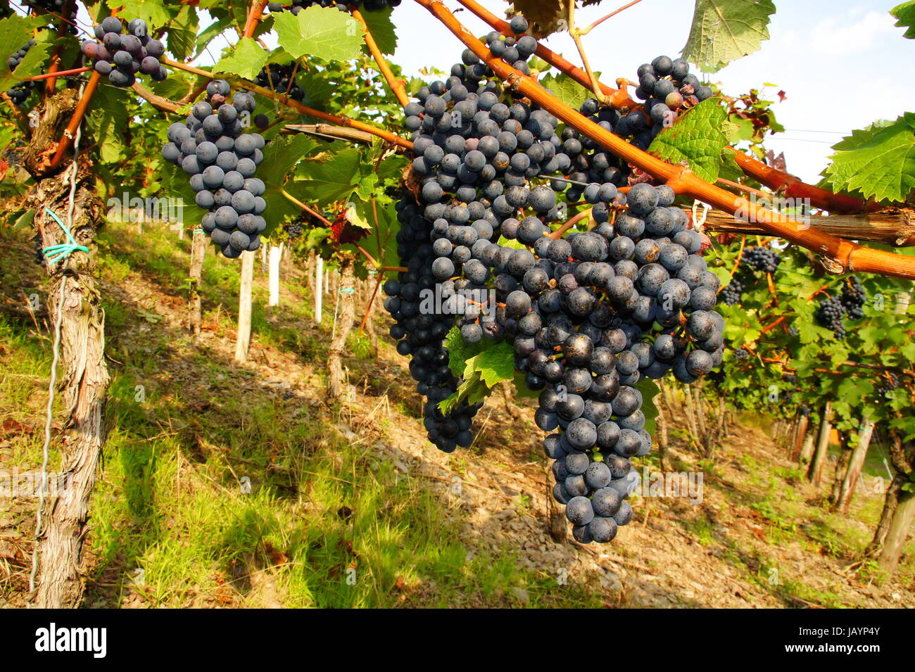 Rebus trauben immagini e fotografie stock ad alta risoluzione - Alamy