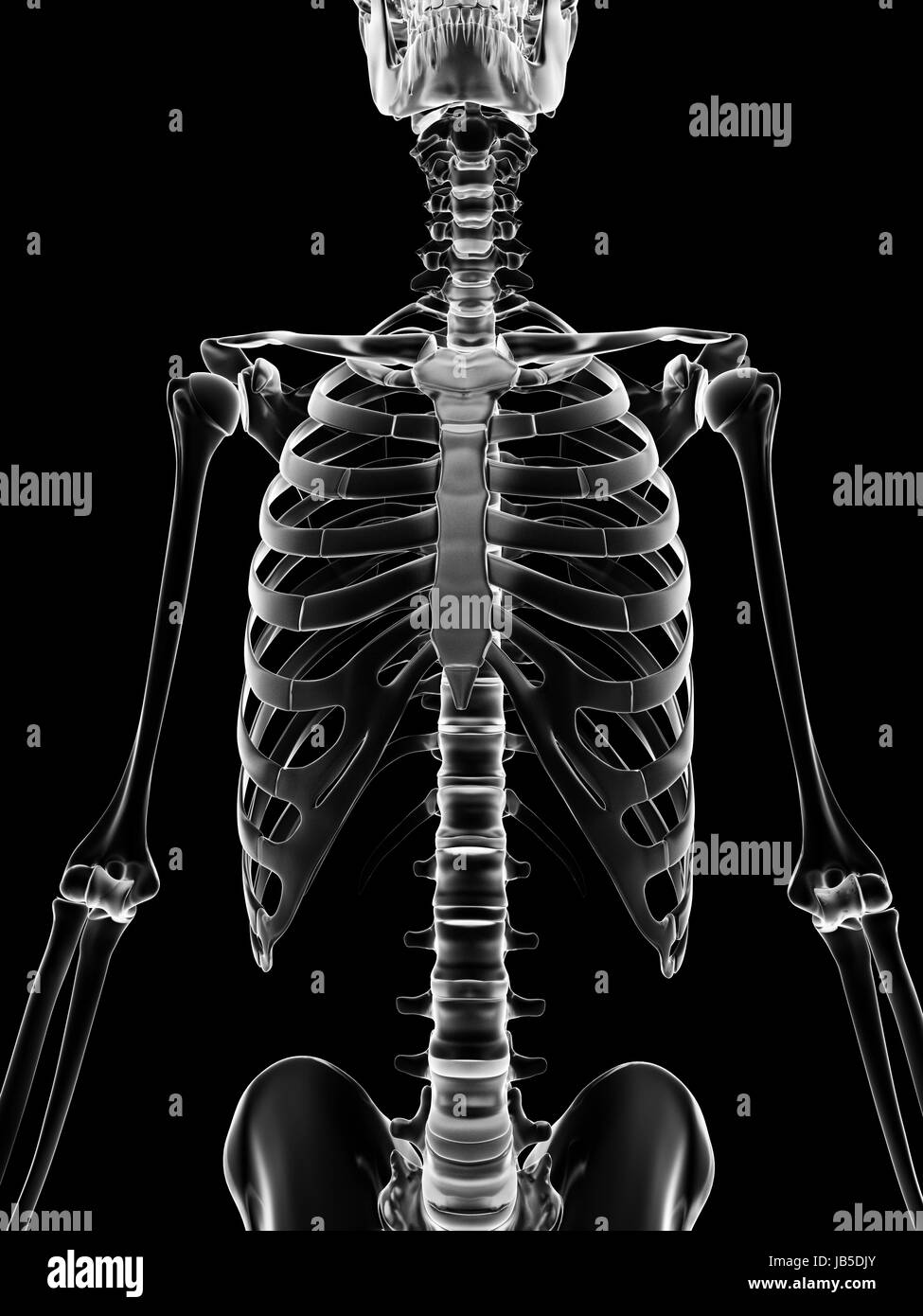 Ossa gabbia toracica anatomia Foto e Immagini Stock in Bianco e Nero ...