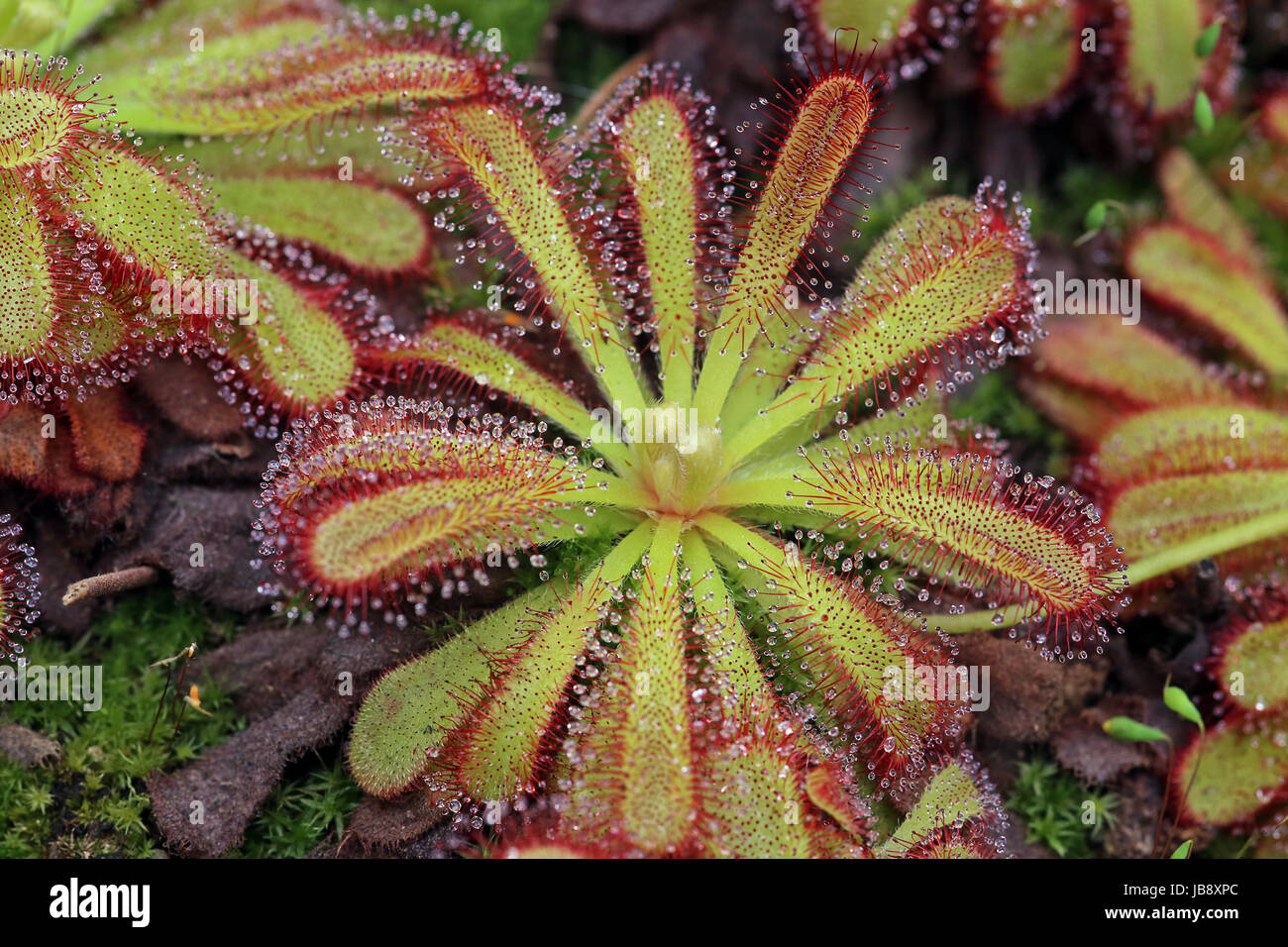 Impianto di azoto immagini e fotografie stock ad alta risoluzione - Alamy