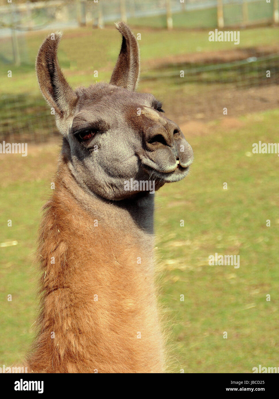 Piel de guanaco immagini e fotografie stock ad alta risoluzione - Alamy