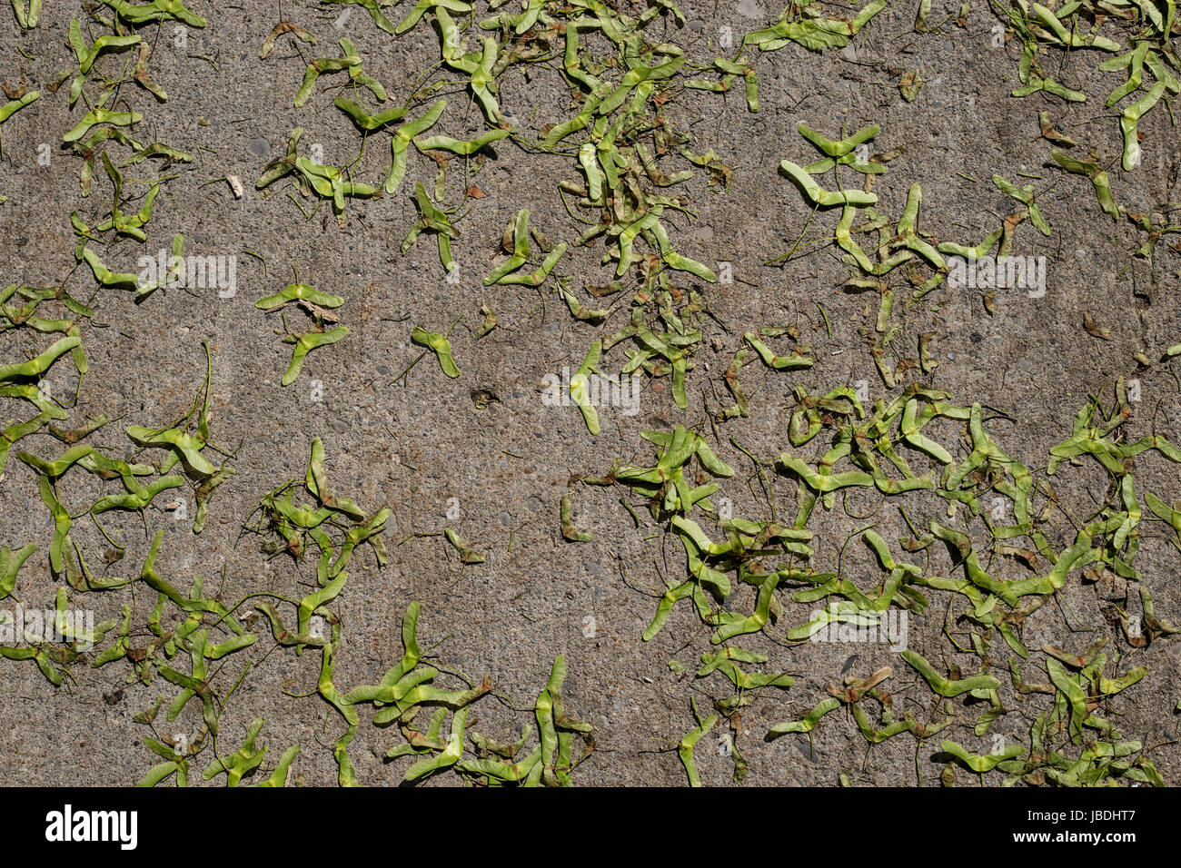 Semi di acero immagini e fotografie stock ad alta risoluzione - Alamy