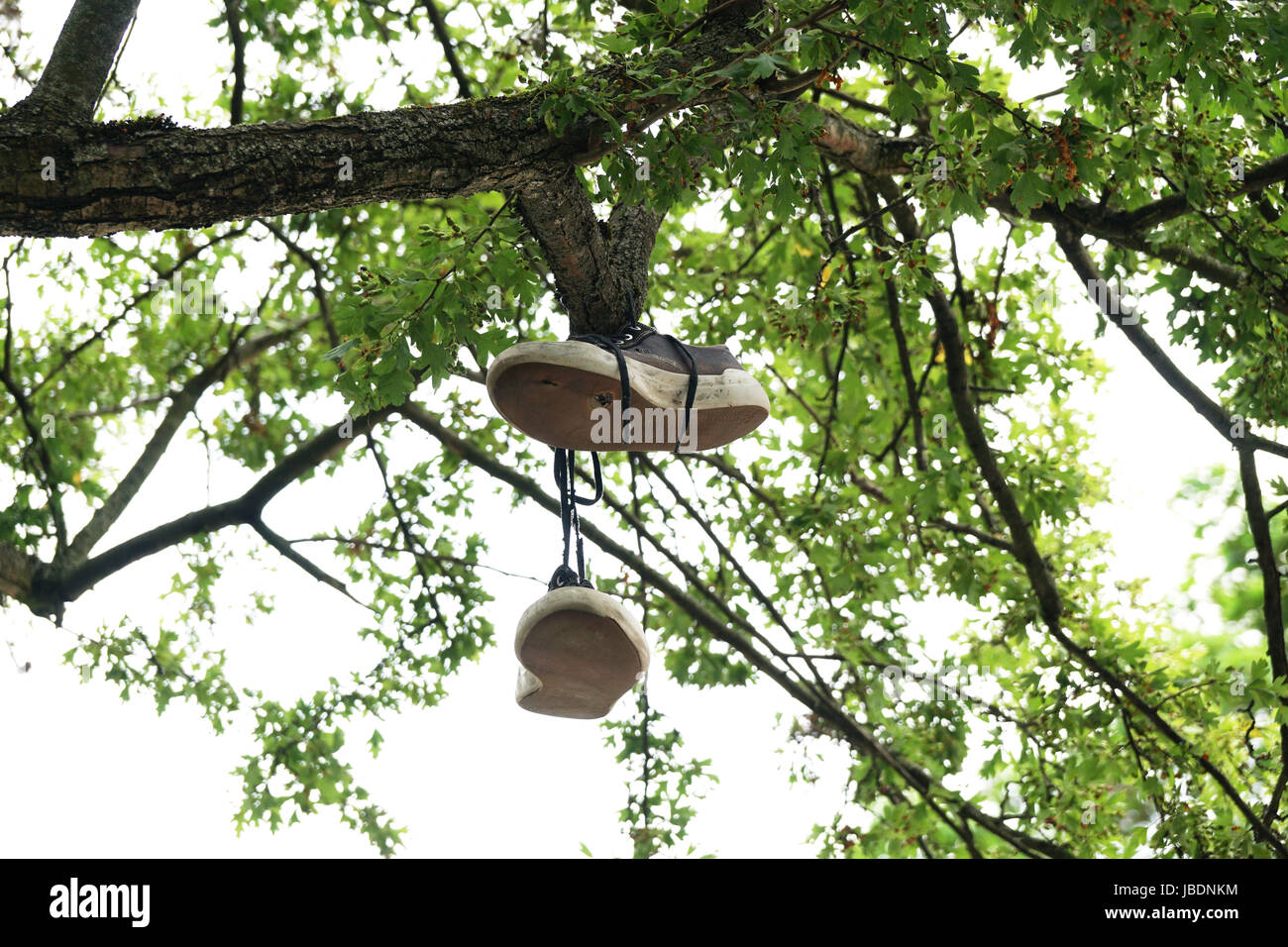 Scarpe appese al ramo di un albero immagini e fotografie stock ad alta ...
