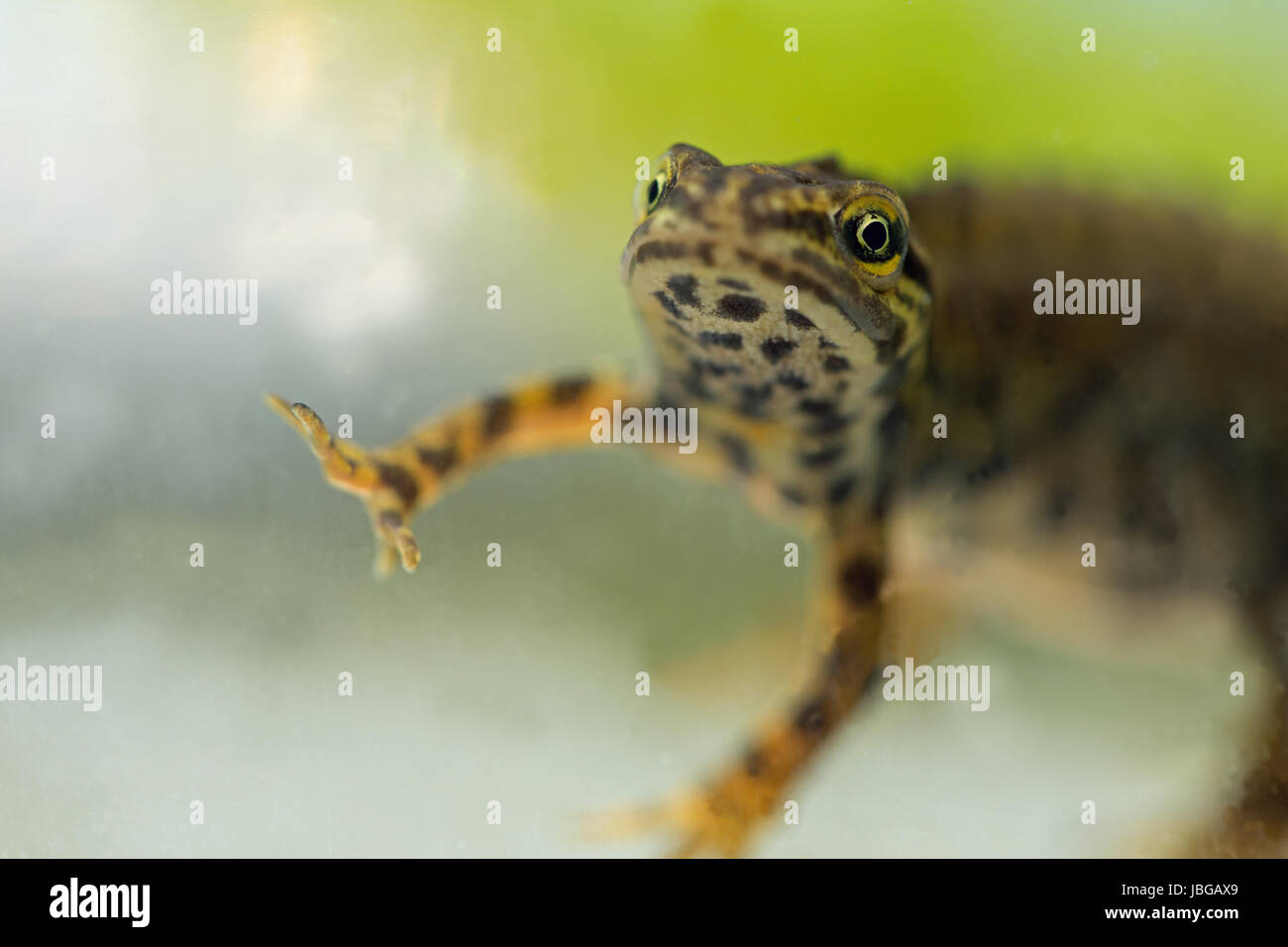 Tritoni del ciclo di vita di anfibi tritoni anfibi immagini e ...