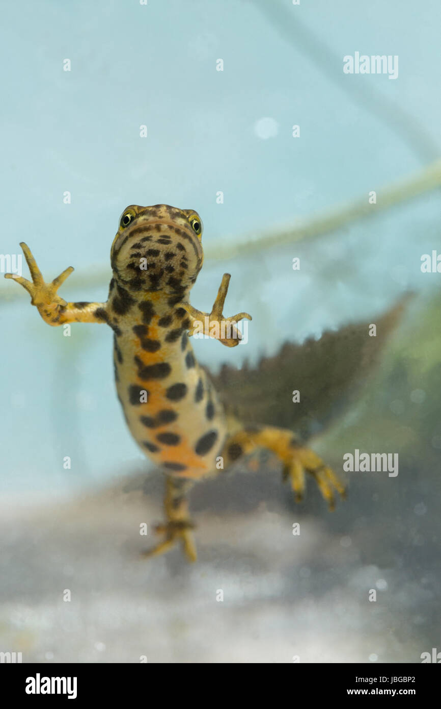 Tritoni del ciclo di vita di anfibi tritoni anfibi immagini e ...