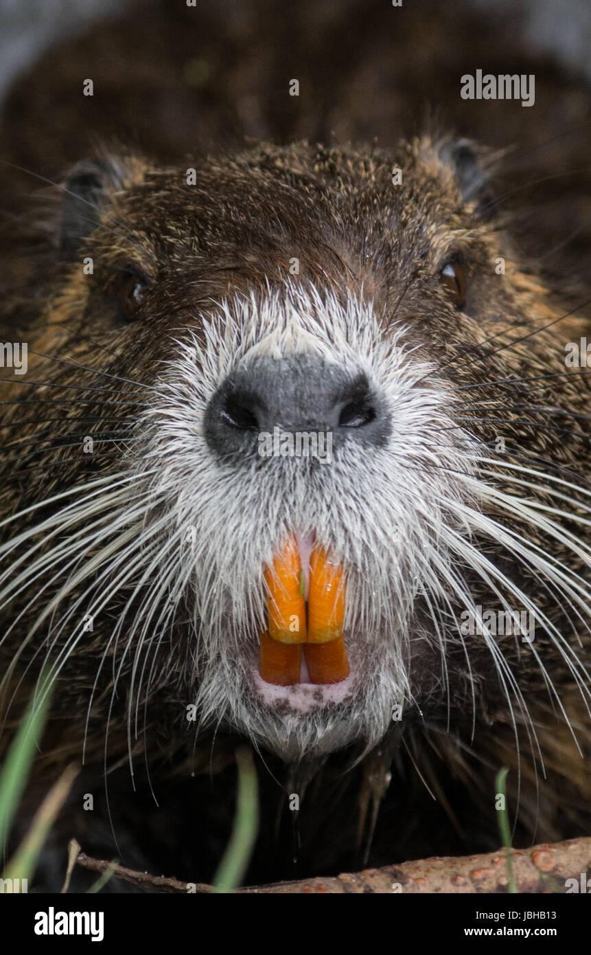 Nutria rodent teeth immagini e fotografie stock ad alta risoluzione - Alamy