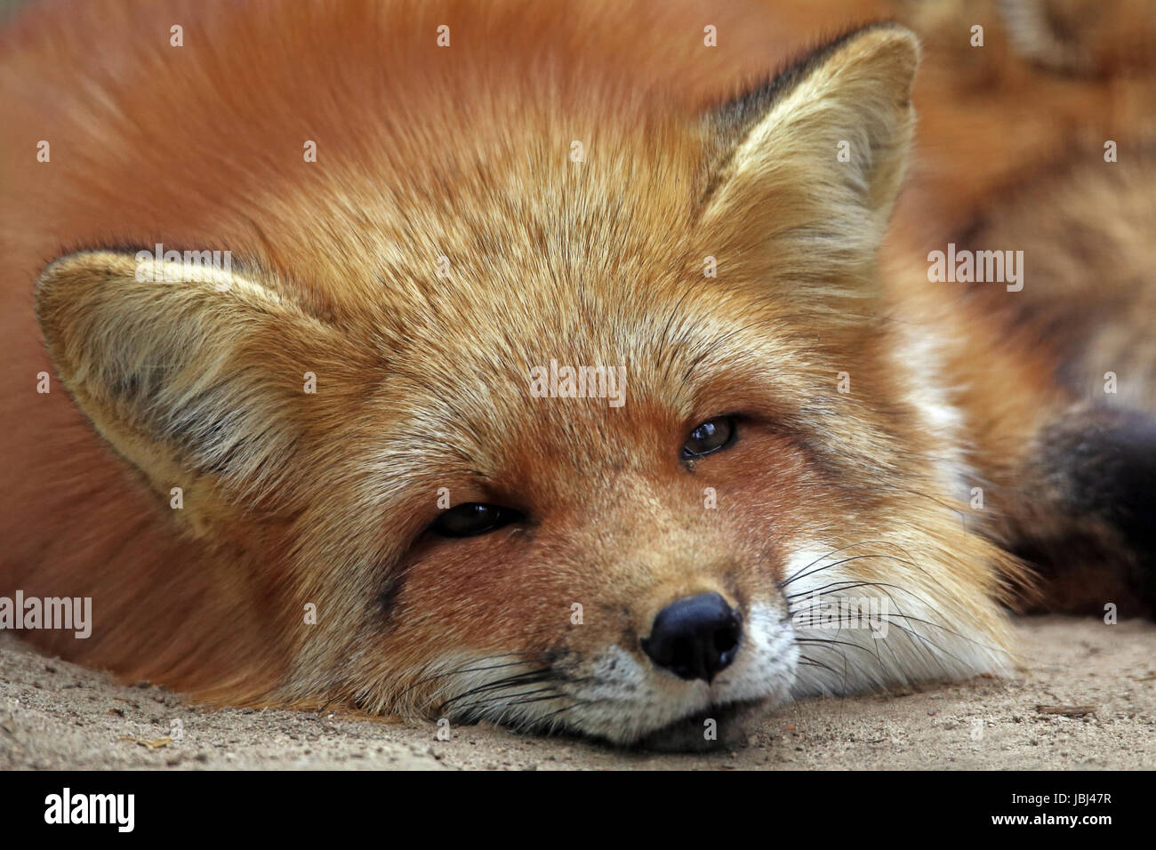 Muso della volpe immagini e fotografie stock ad alta risoluzione - Alamy