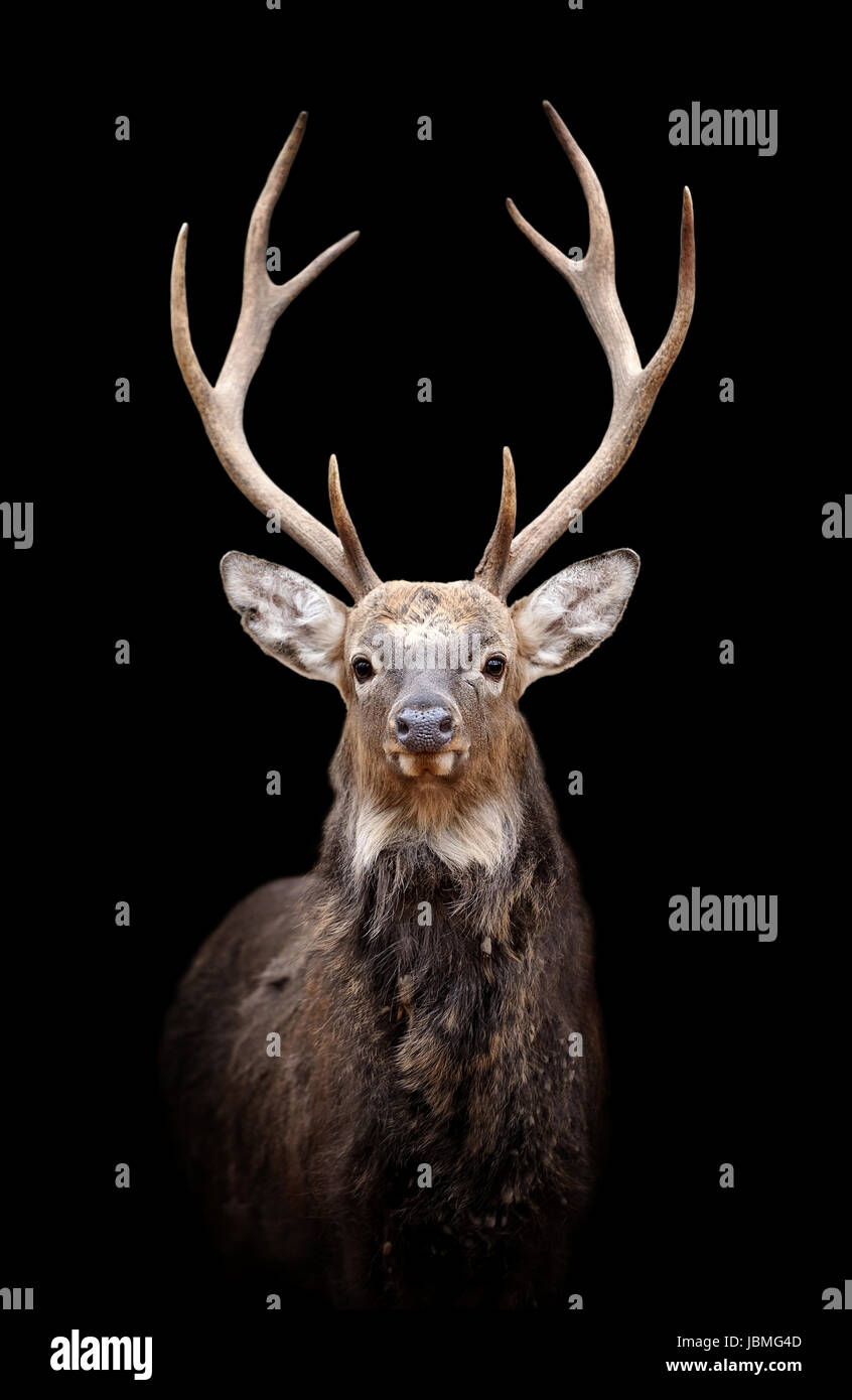 Sfondo cervo immagini e fotografie stock ad alta risoluzione - Alamy