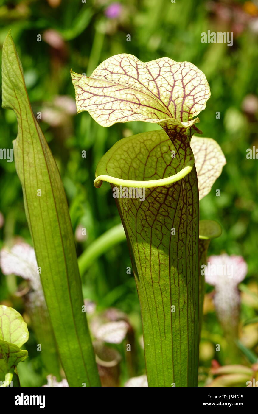 Sarracenia leucophylla immagini e fotografie stock ad alta risoluzione ...