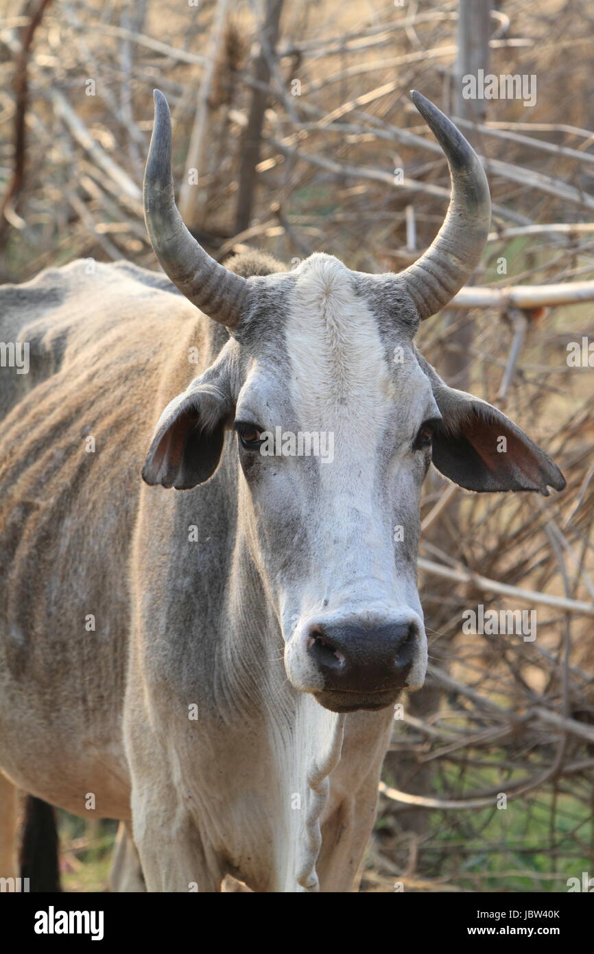 India farming cow immagini e fotografie stock ad alta risoluzione - Alamy