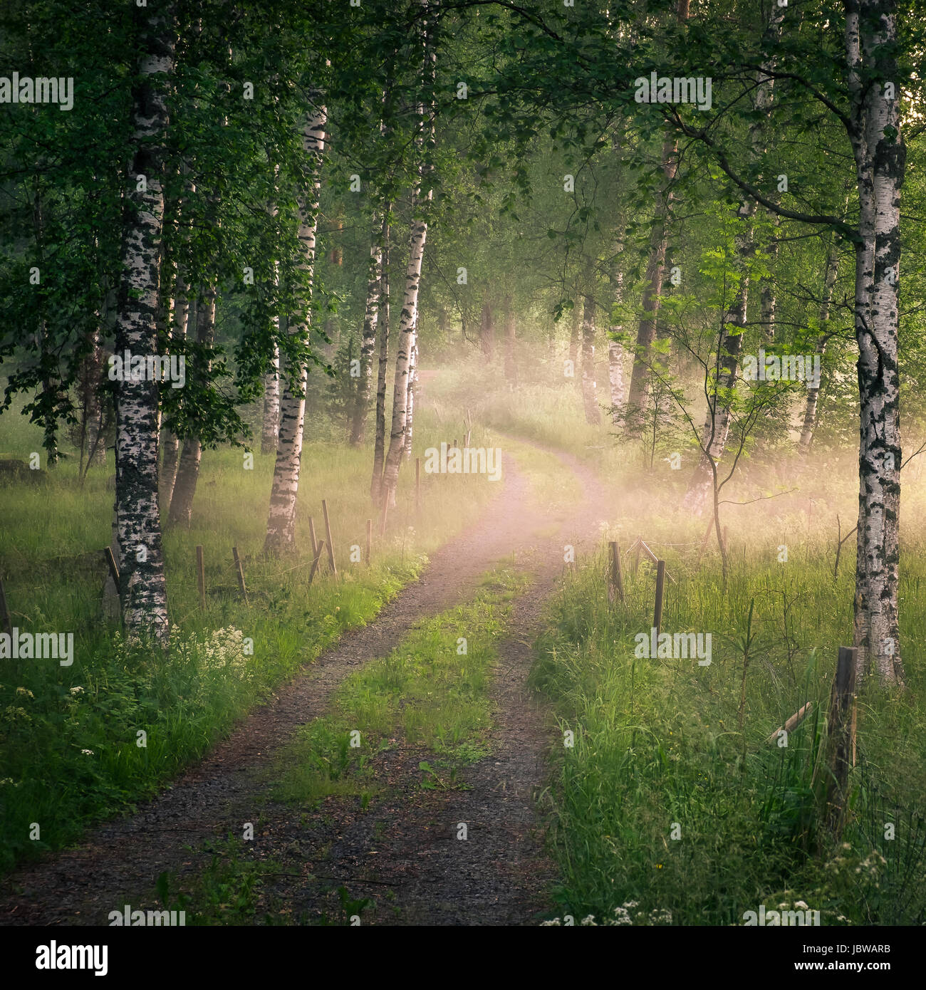 Strada forestale di sabbia in estate immagini e fotografie stock ad ...