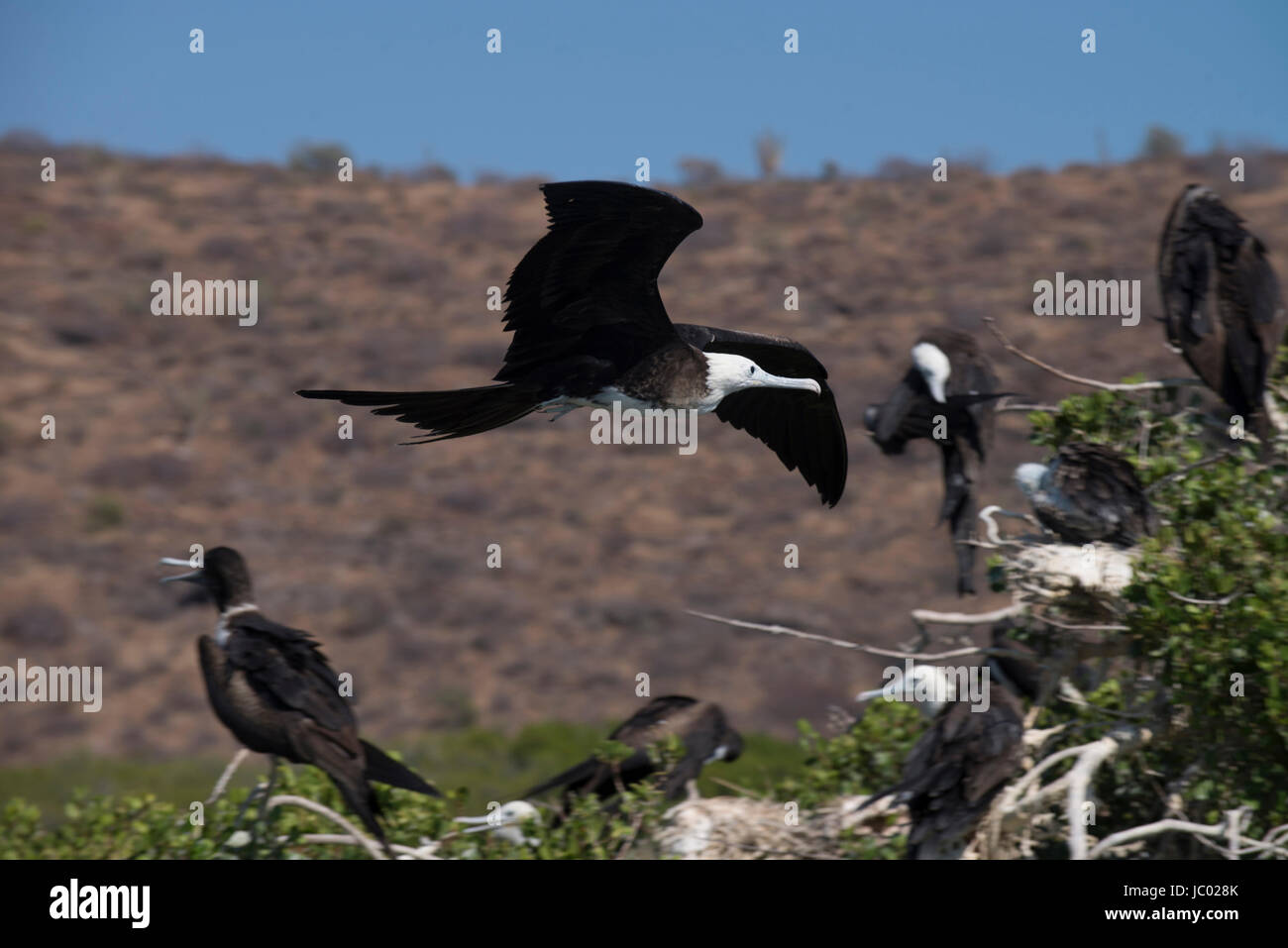 Pajaro de fragata immagini e fotografie stock ad alta risoluzione - Alamy