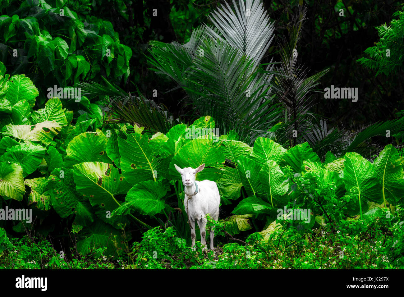 Capra nella giungla immagini e fotografie stock ad alta risoluzione - Alamy