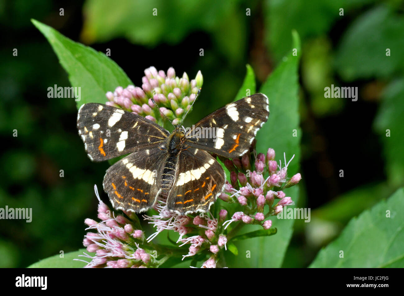 Mappa farfalla araschnia levana sul fiore immagini e fotografie stock ...