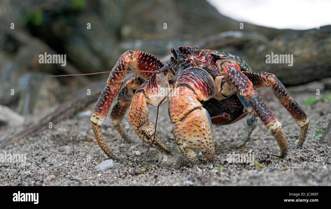 Granchio al cocco immagini e fotografie stock ad alta risoluzione - Alamy