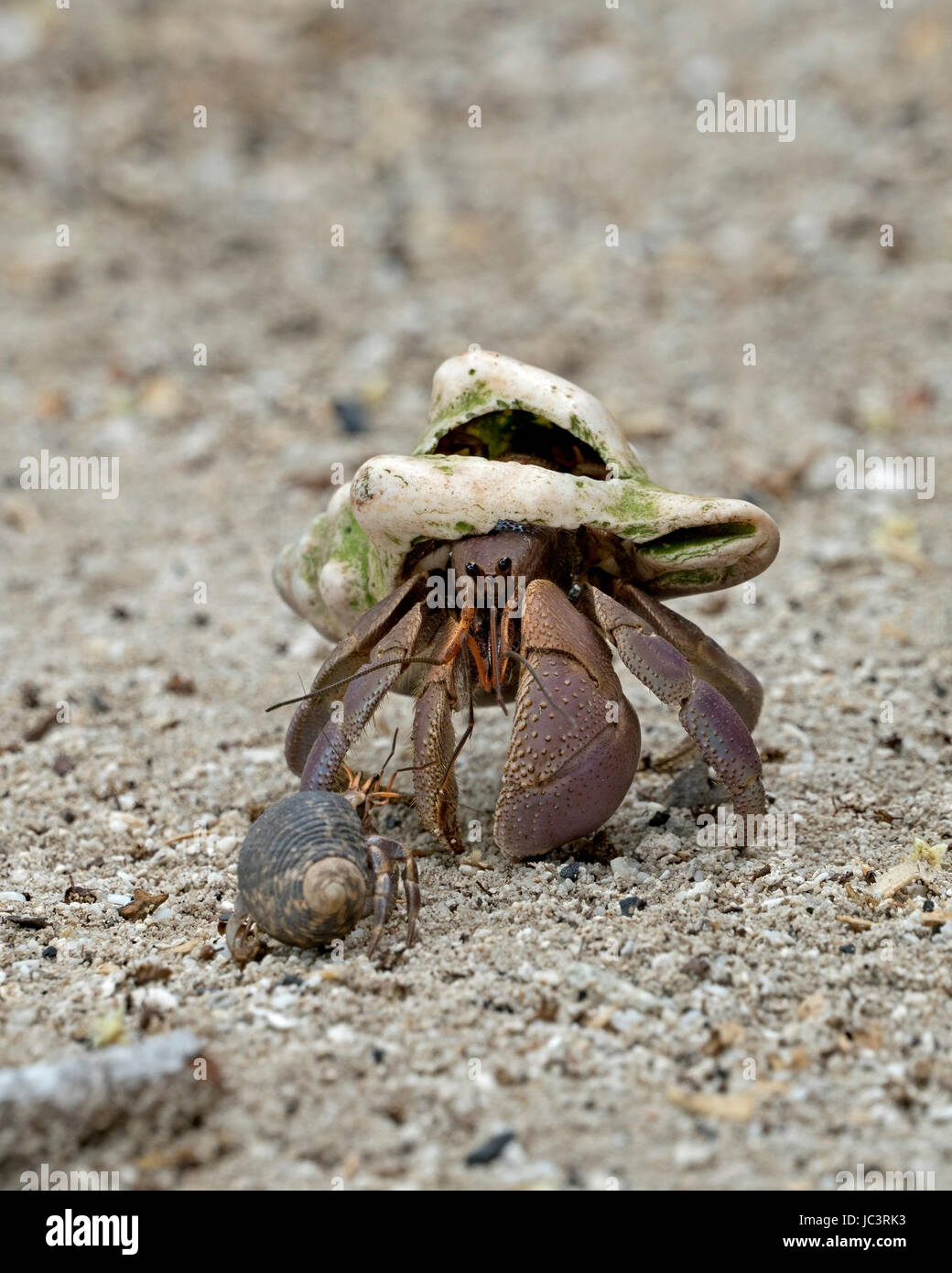 Granchio al cocco immagini e fotografie stock ad alta risoluzione - Alamy