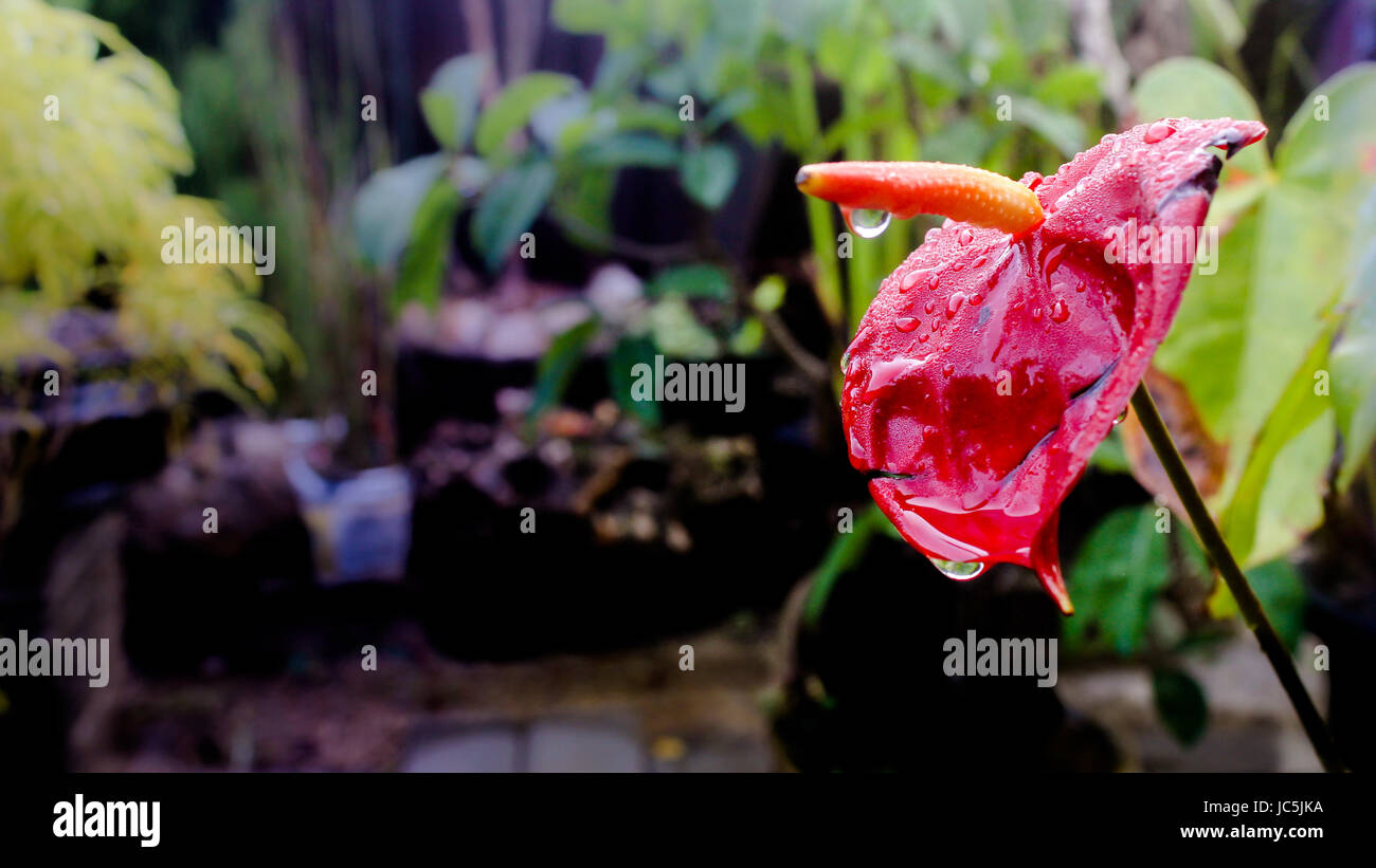 Bellissimi disegni floreali immagini e fotografie stock ad alta ...