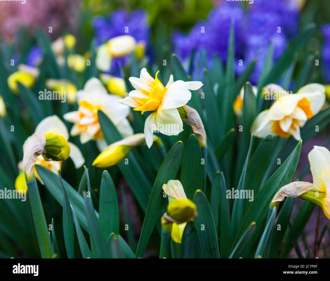 Narcisi selvatici bianchi immagini e fotografie stock ad alta ...