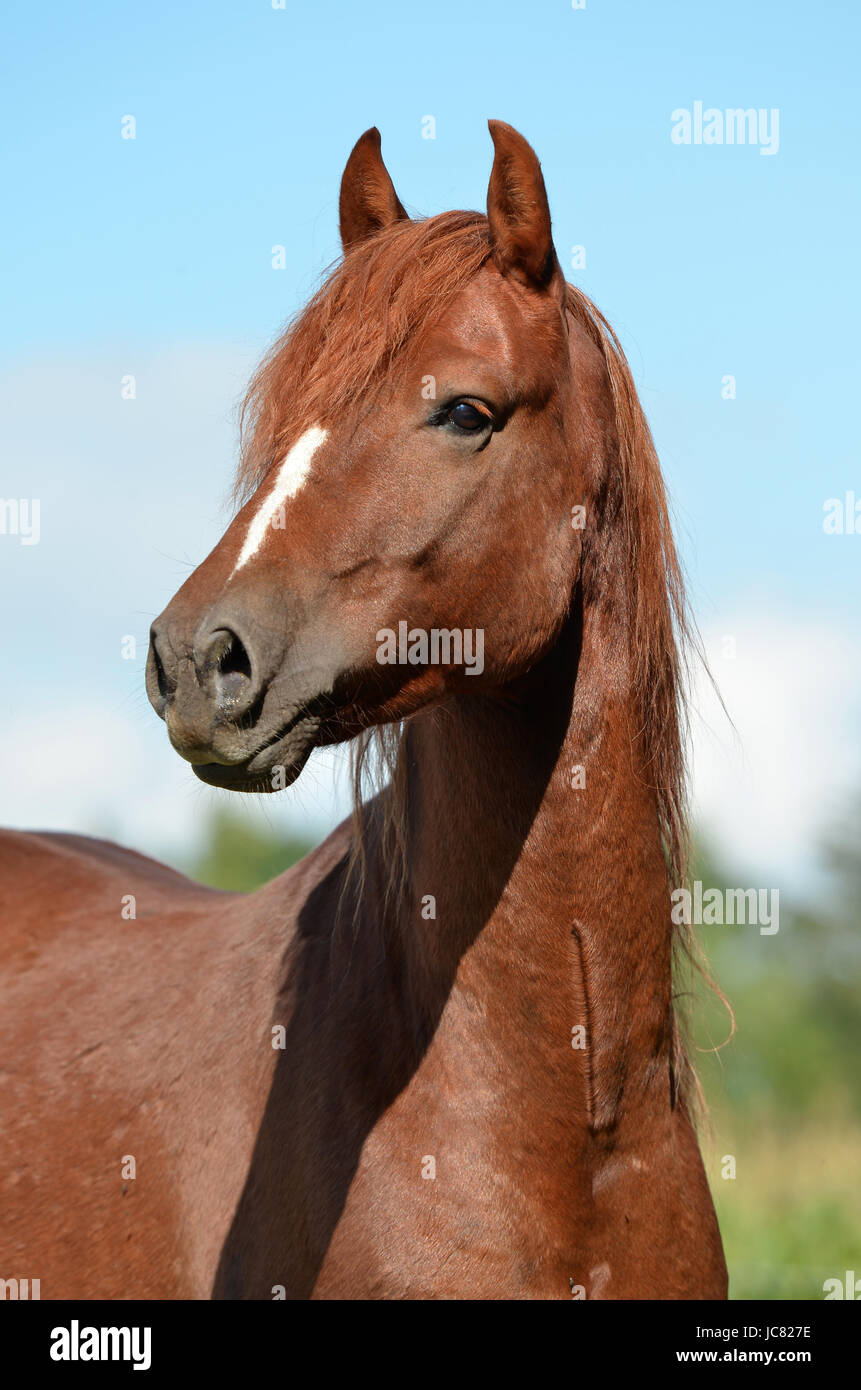 Race horse portrait immagini e fotografie stock ad alta risoluzione - Alamy