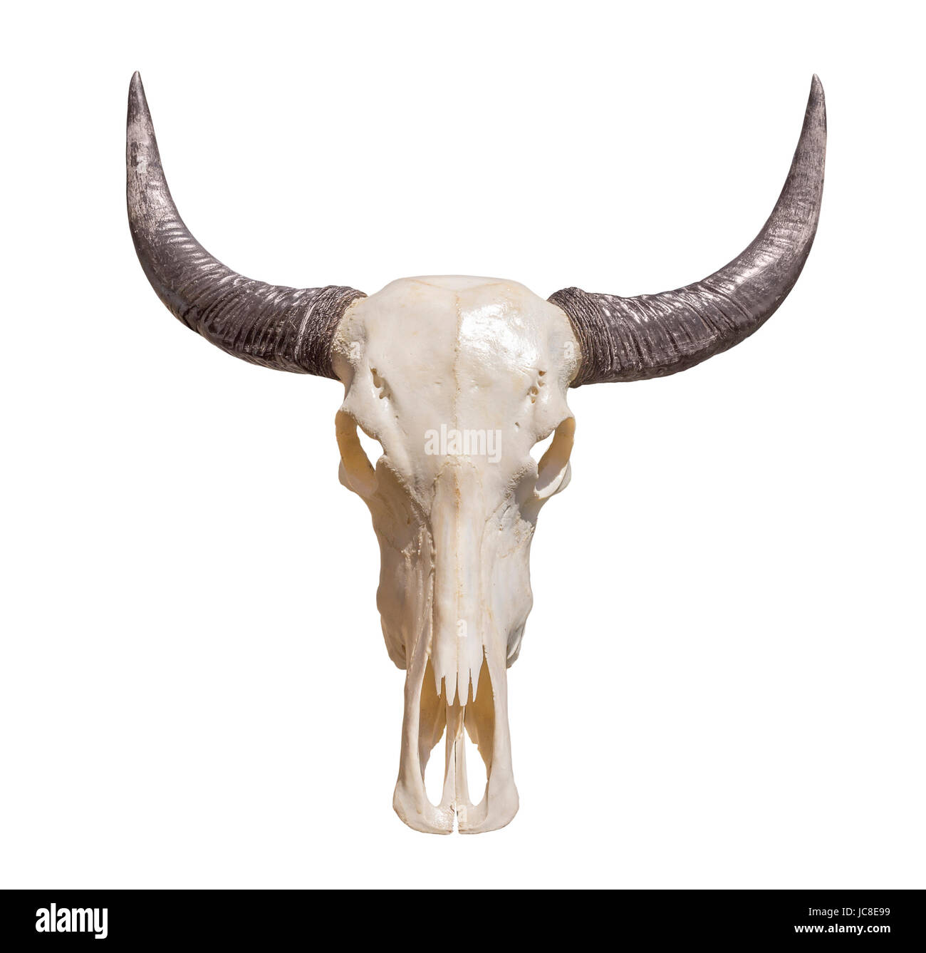 Teschio di bufalo immagini e fotografie stock ad alta risoluzione - Alamy